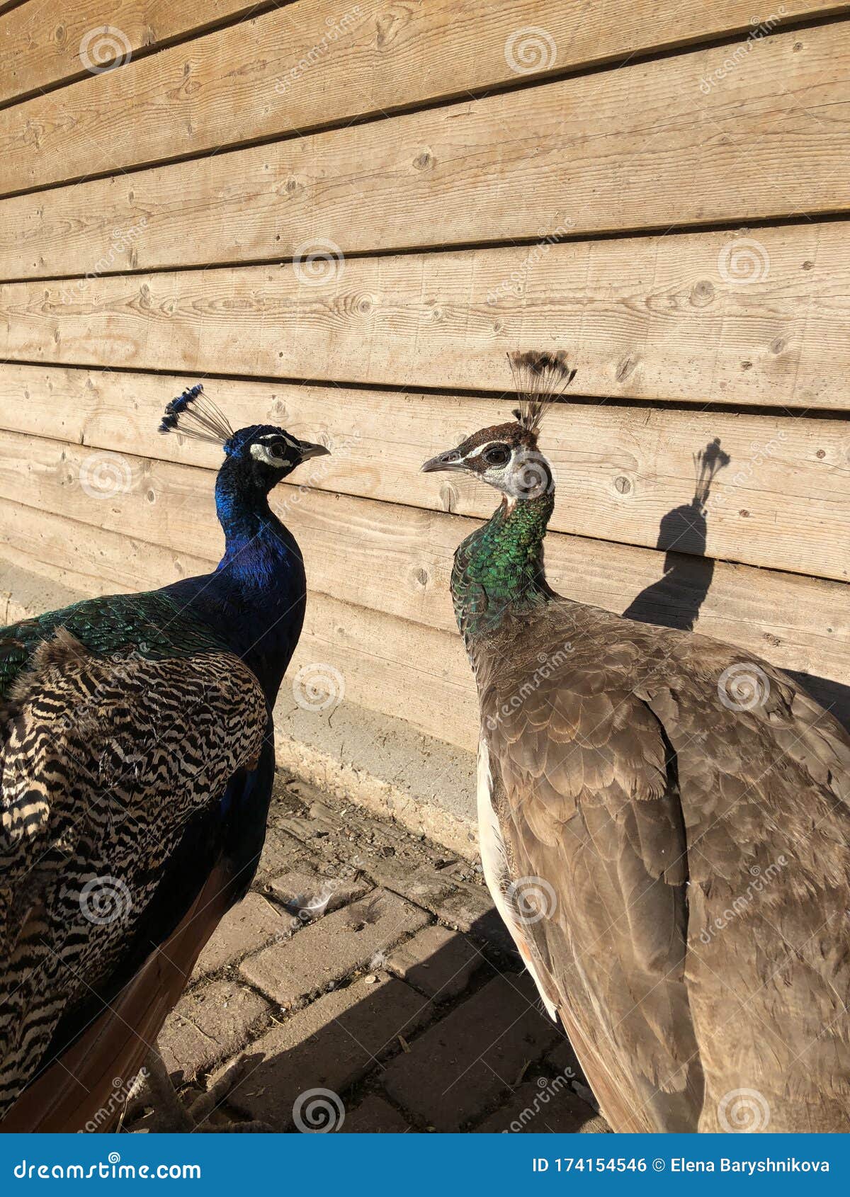 Two Peacock Birds in the Setting Sun Stock Photo - Image of descriptive ...