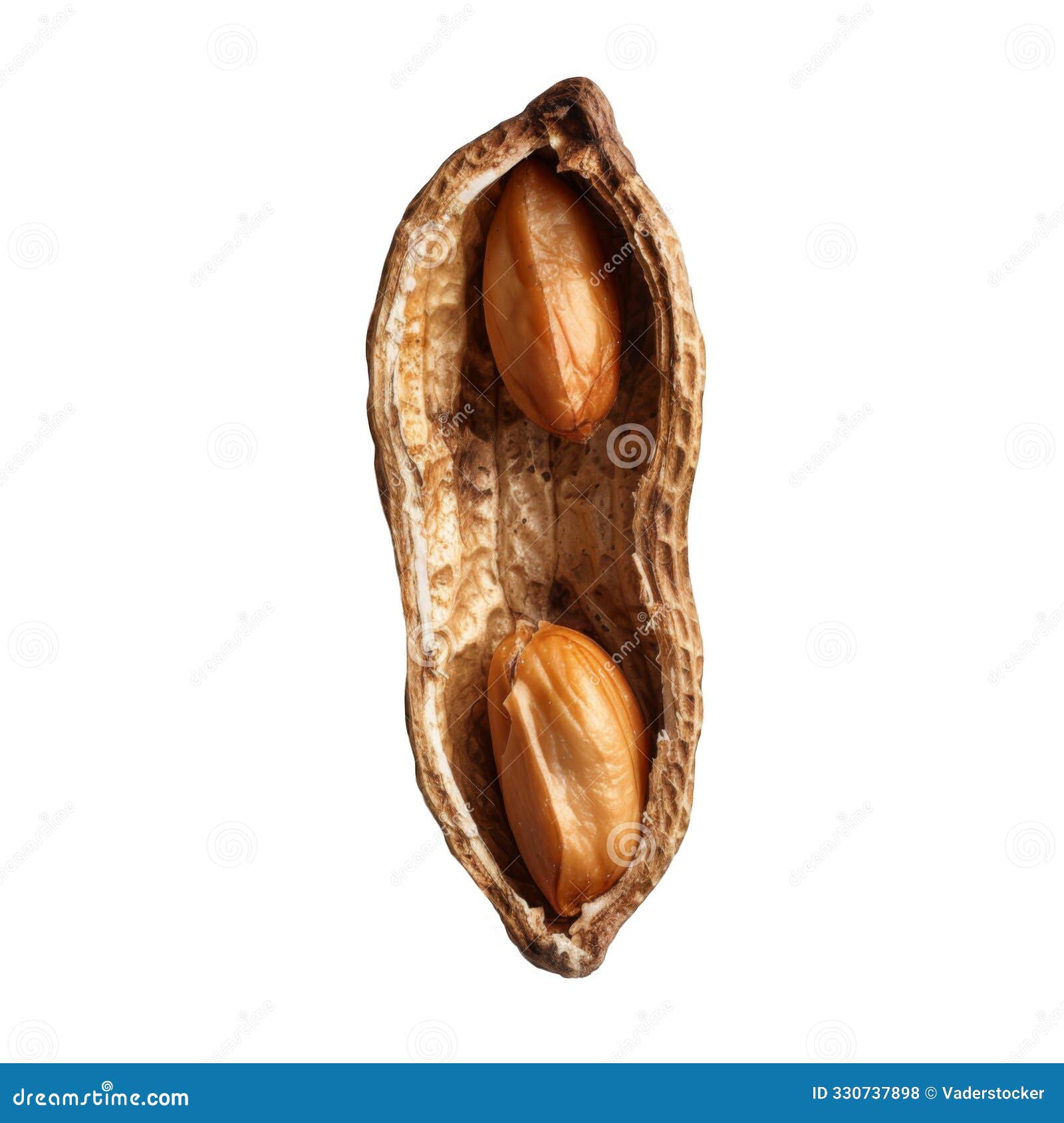 Two Peanuts Inside a Cracked Brown Shell Stock Illustration ...