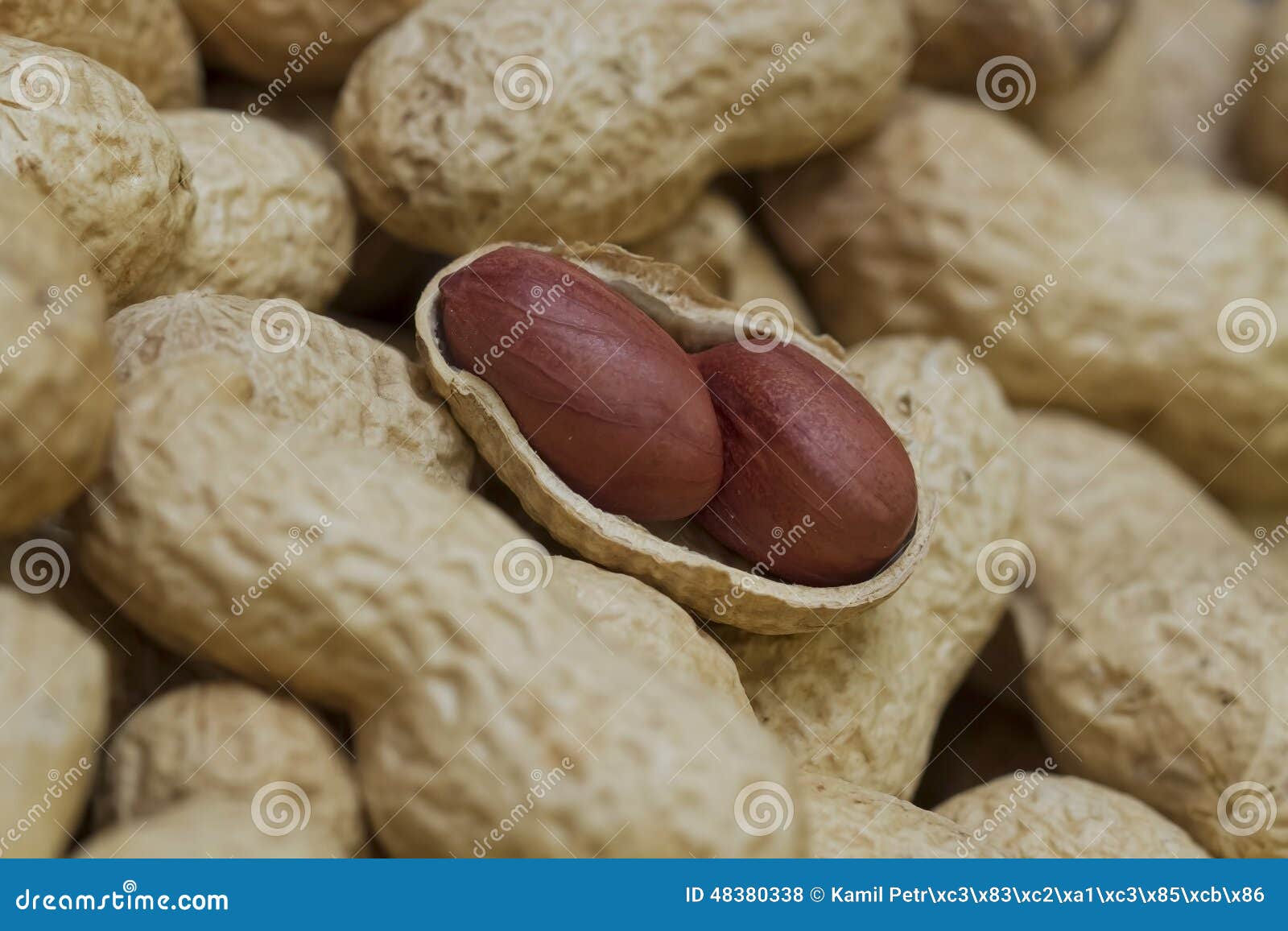 Two Peanuts in open shell stock photo. Image of ground - 48380338