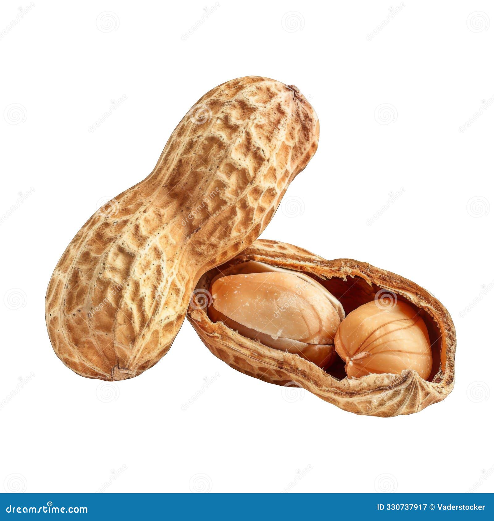Two Peanuts in an Opened Peanut Shell Stock Illustration - Illustration ...