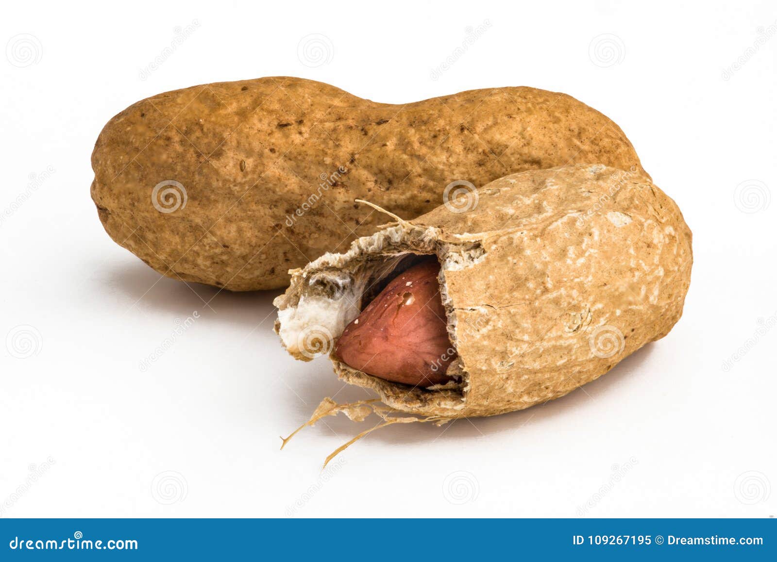 Two peanuts - isolated stock image. Image of groundnuts - 109267195