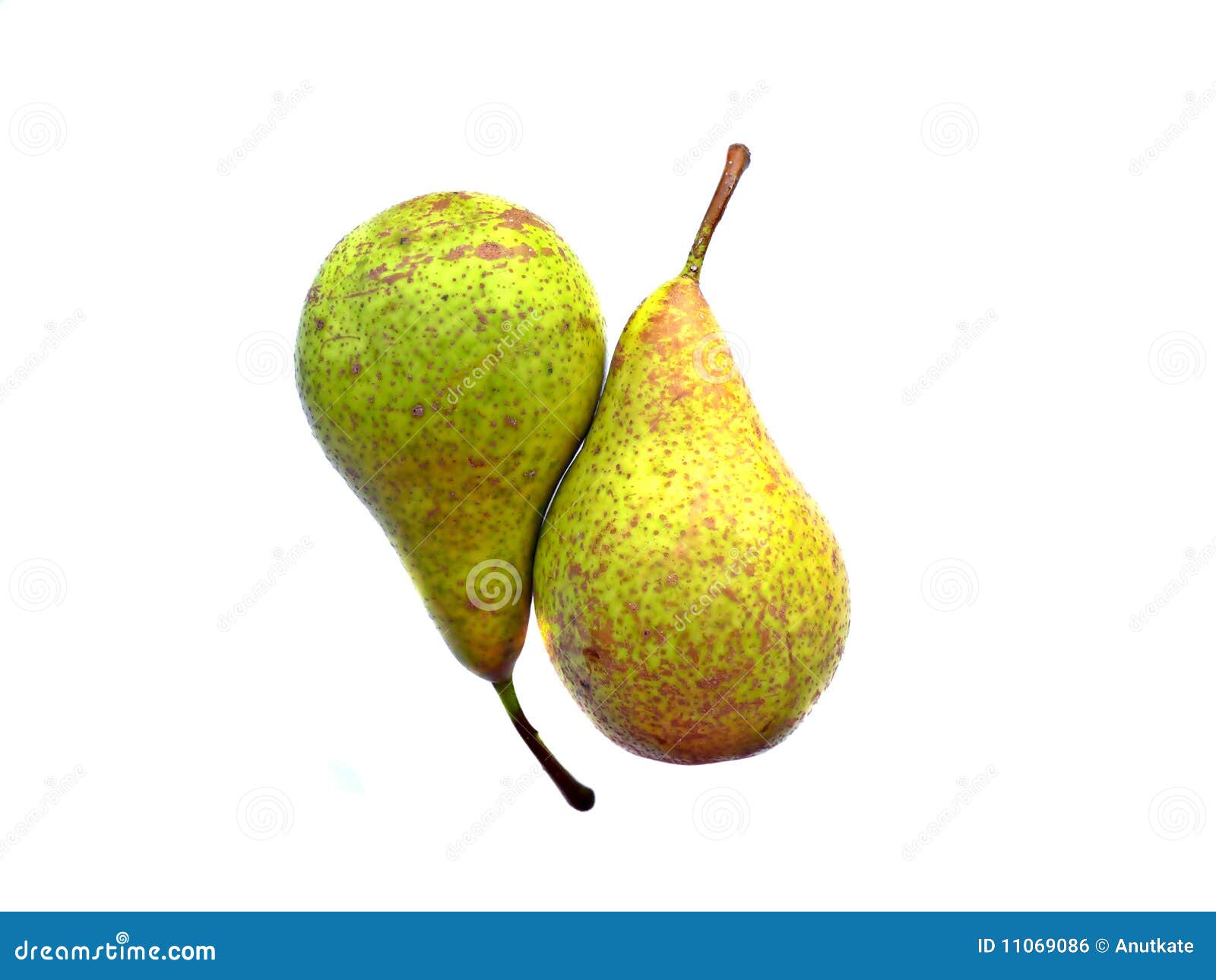 Two pears stock photo. Image of sweet, desert, autumn - 11069086