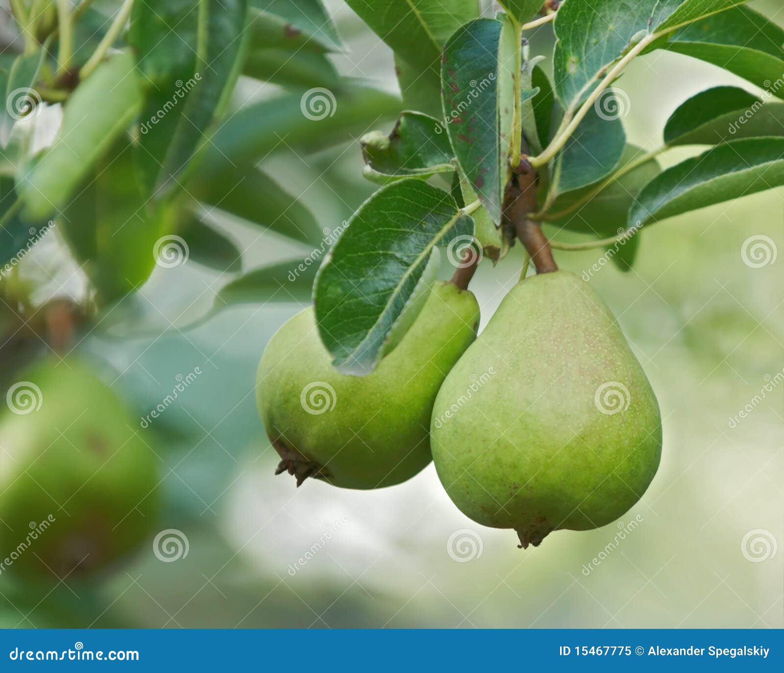 Two pears stock image. Image of nature, farming, meal - 15467775