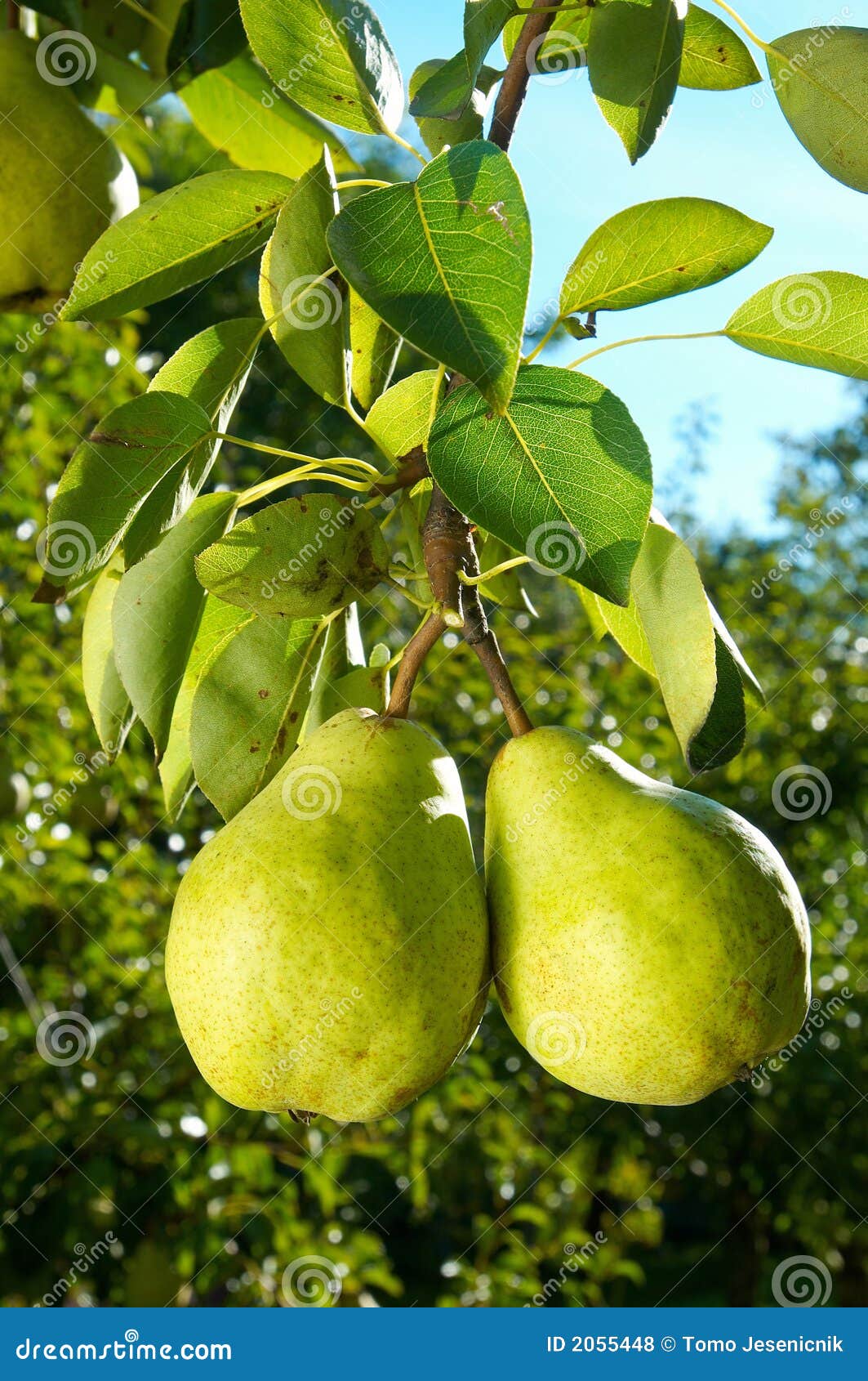 Two pears stock photo. Image of green, juice, orchard - 2055448