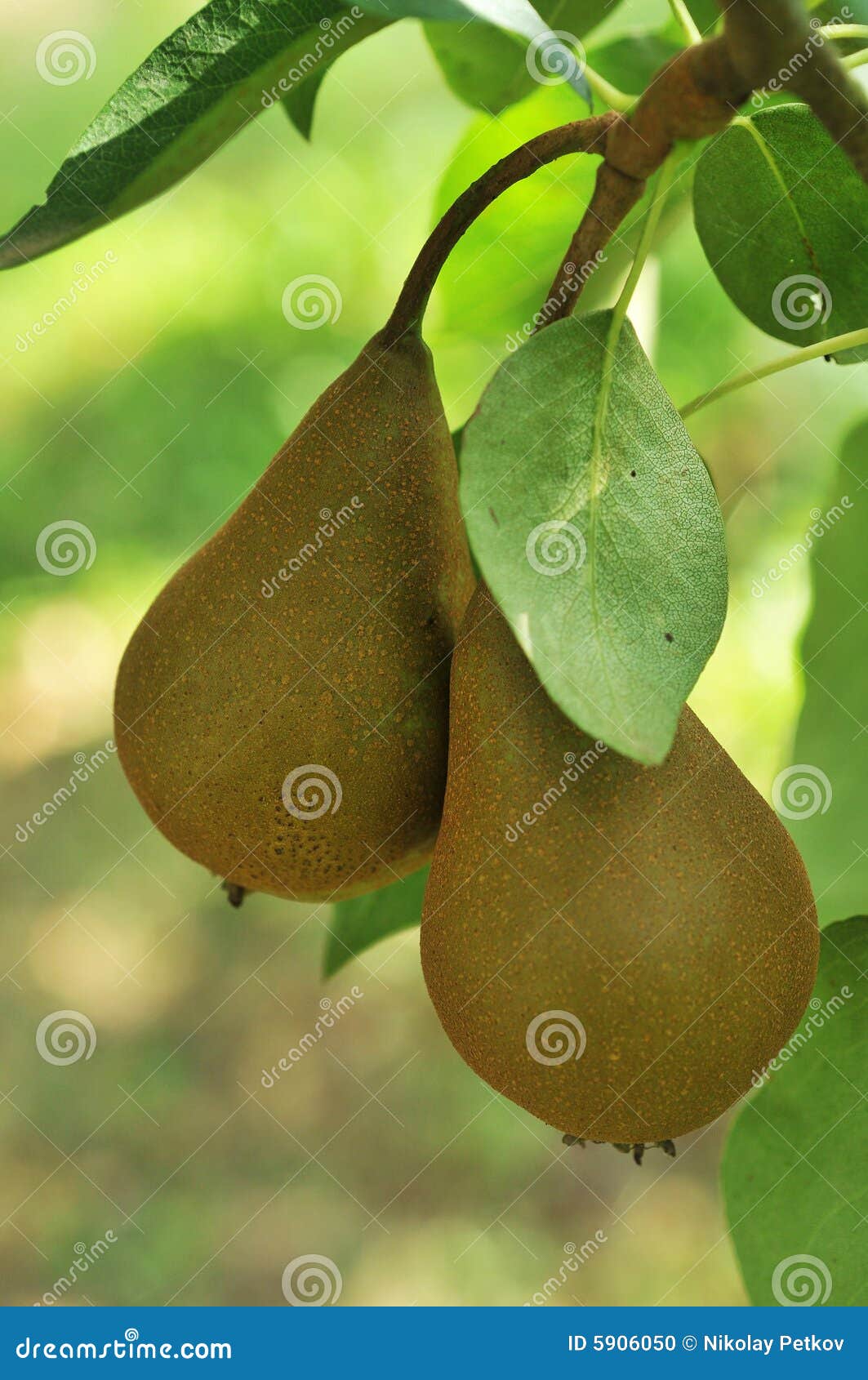 Two pears stock photo. Image of double, tasty, couple - 5906050