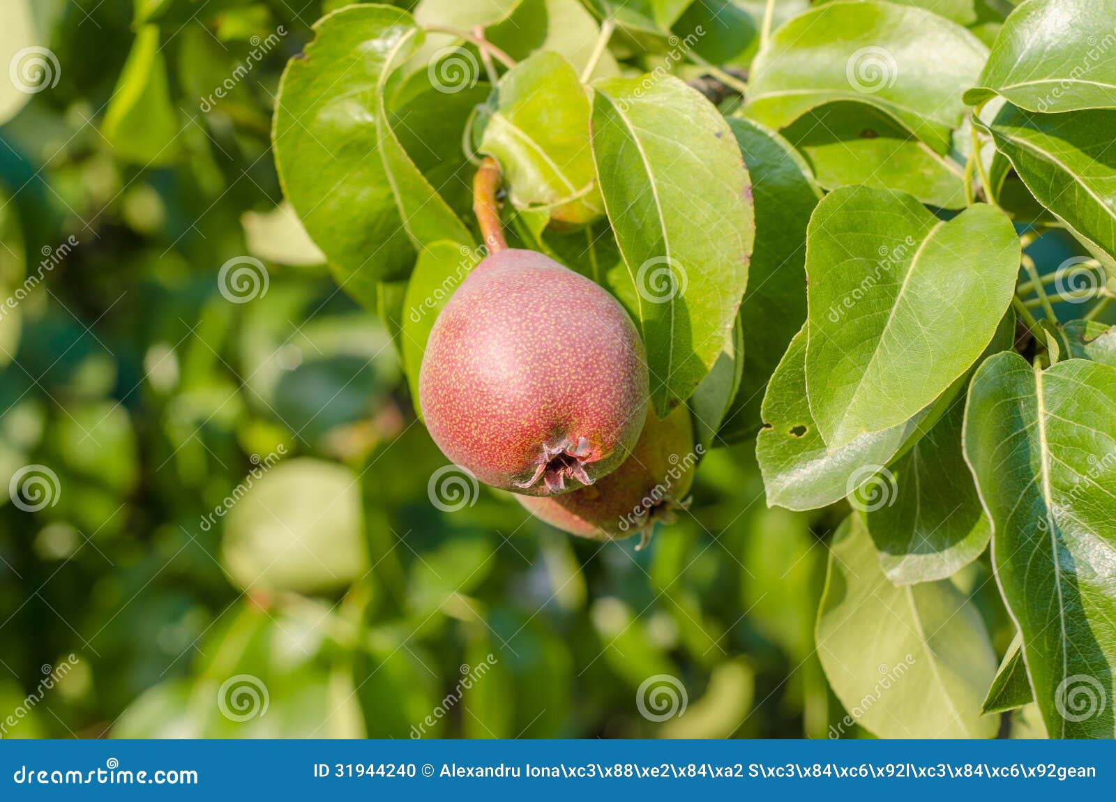 Two pears on a branch stock photo. Image of garden, sweet - 31944240