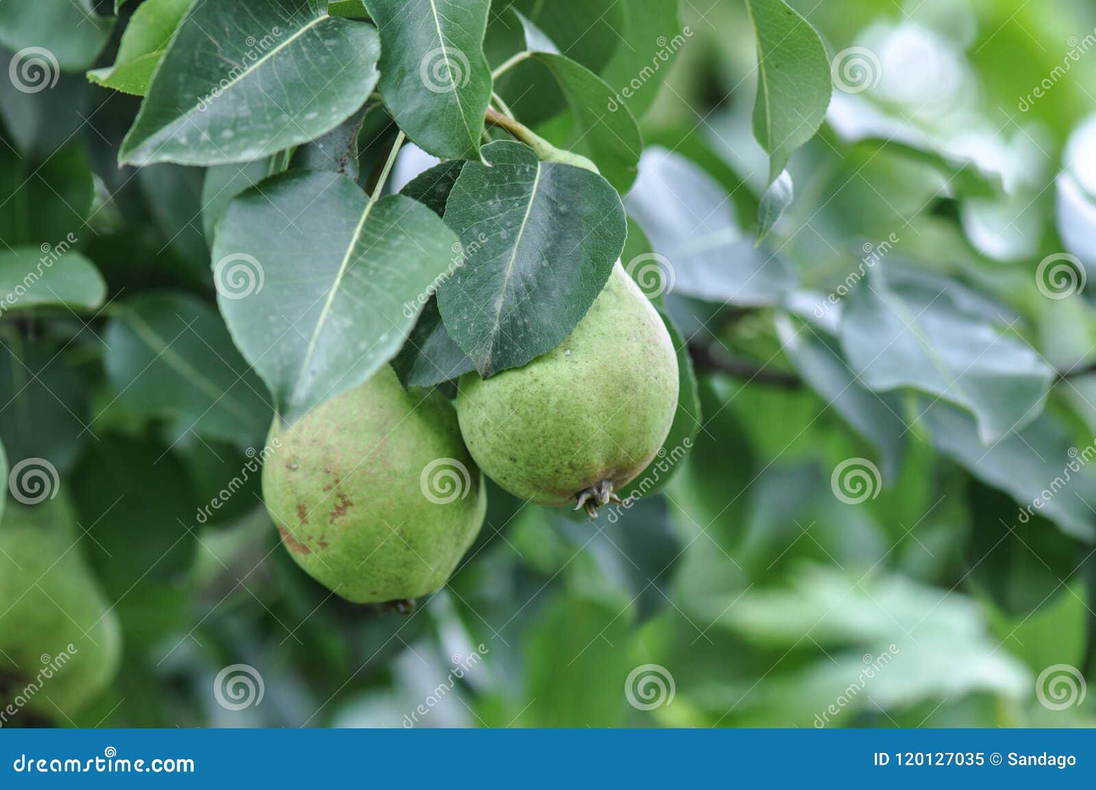 Two Pears stock image. Image of canvas, tree, juicy - 120127035