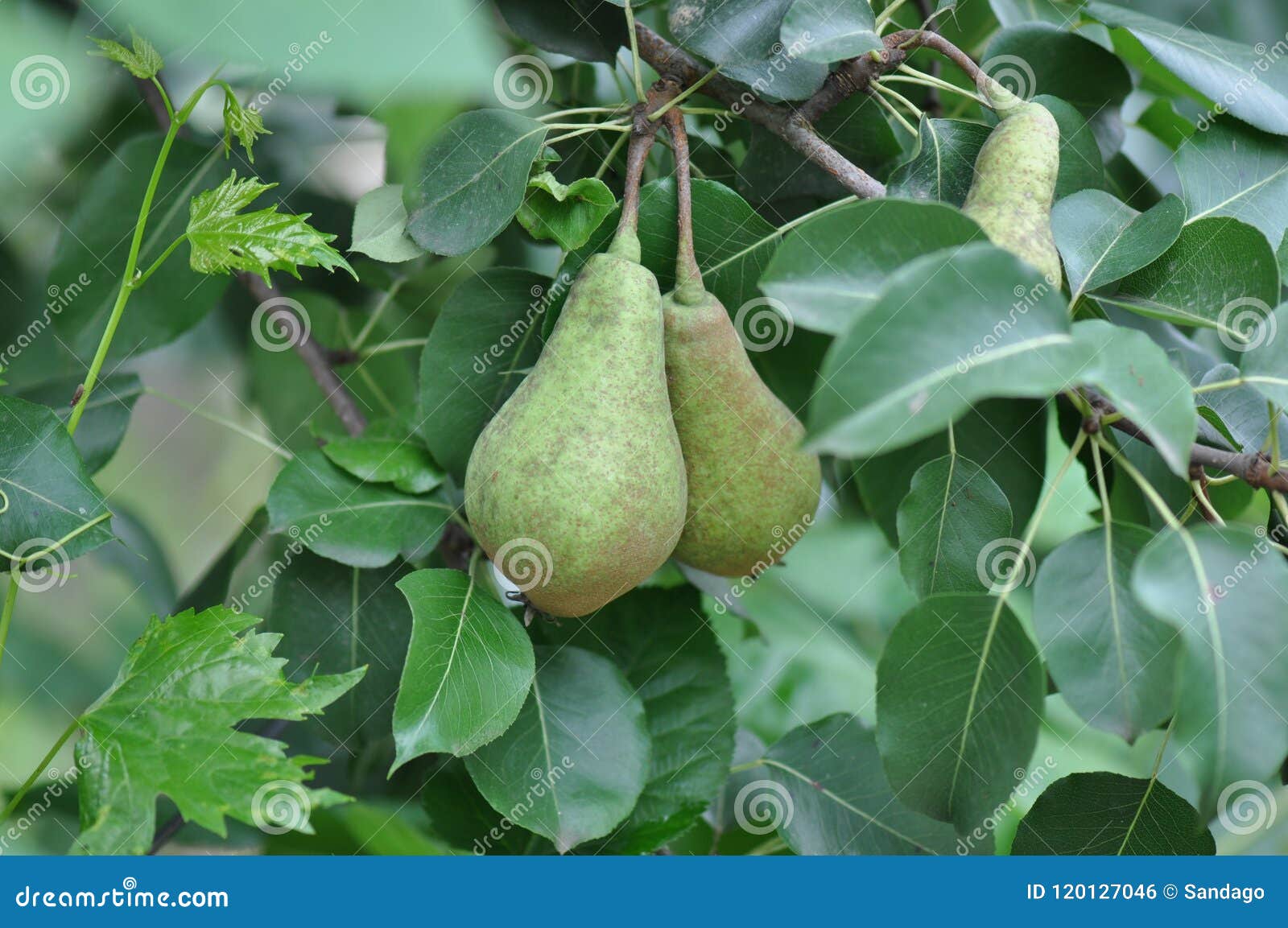 Two Pears stock photo. Image of juicy, trouble, fruits - 120127046