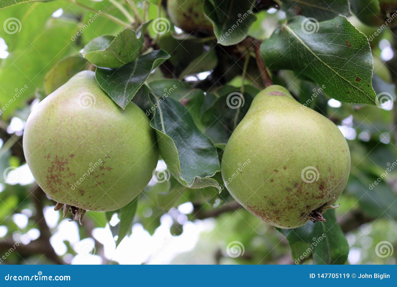 Two Pears Hanging on a Tree Stock Image - Image of fruit, pyrus: 147705119