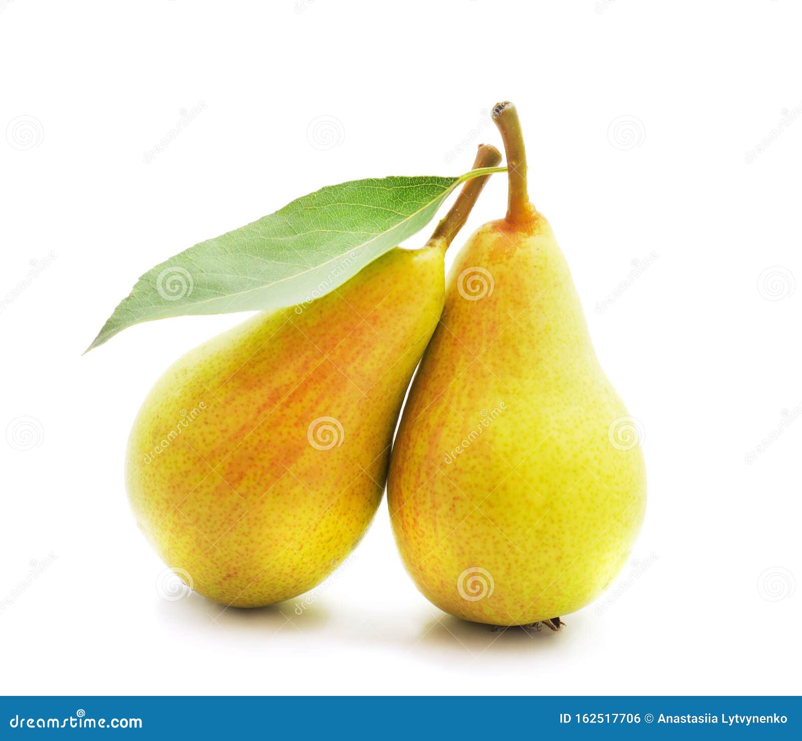 Two pears with a leaf stock photo. Image of healthy - 162517706
