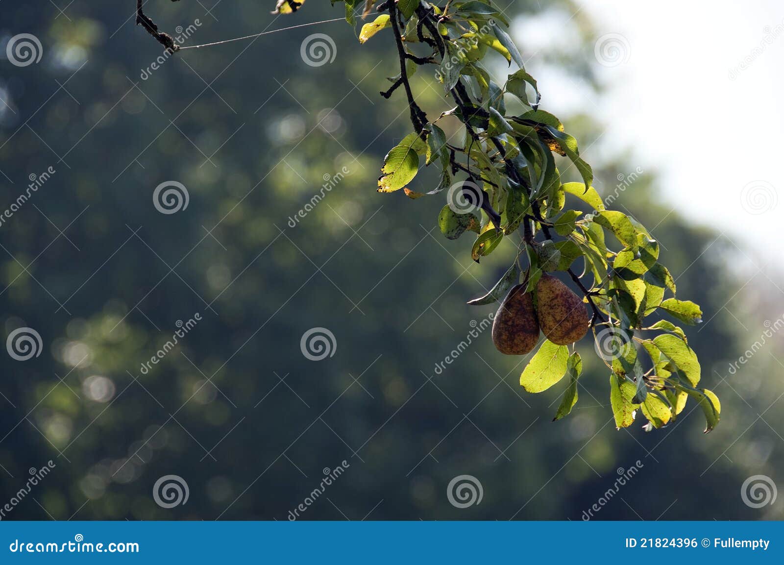 Two pears on the tree stock photo. Image of natural, tree - 21824396