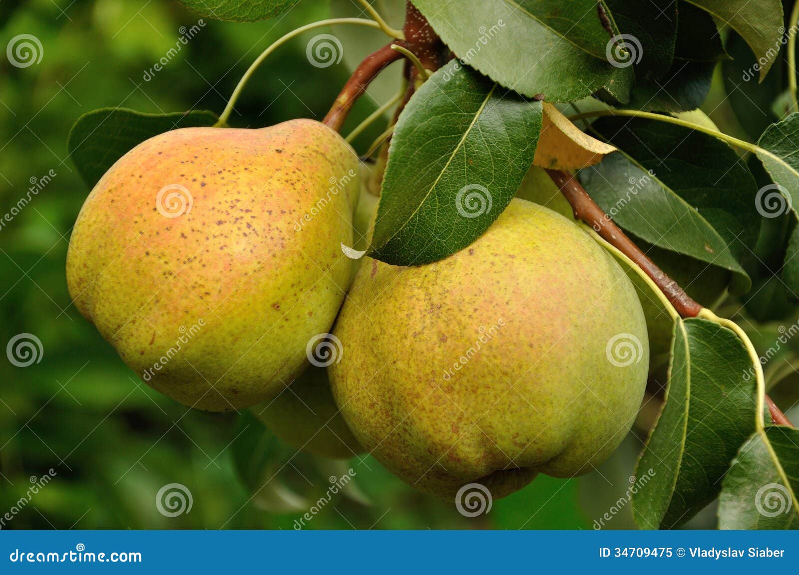 Two pears on the tree stock image. Image of branch, fresh - 34709475