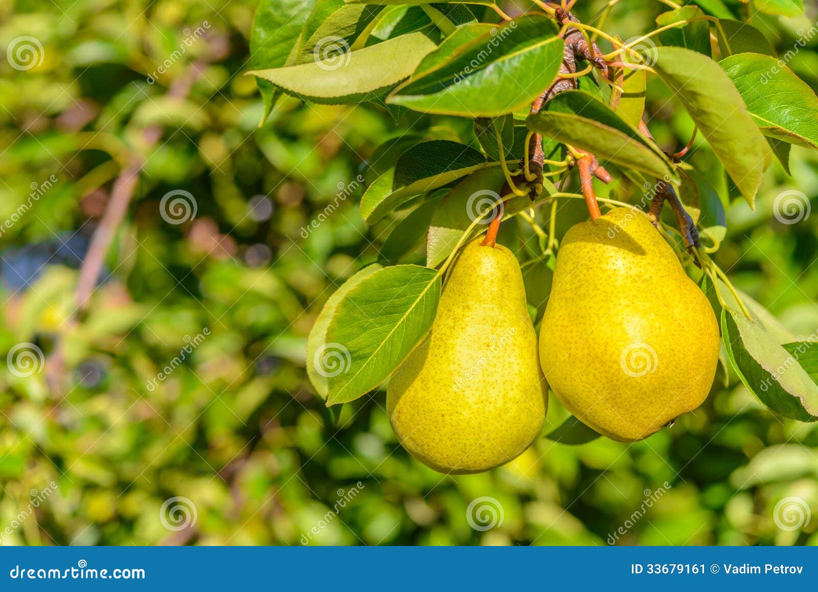 Two pears on tree branch stock image. Image of tempting - 33679161