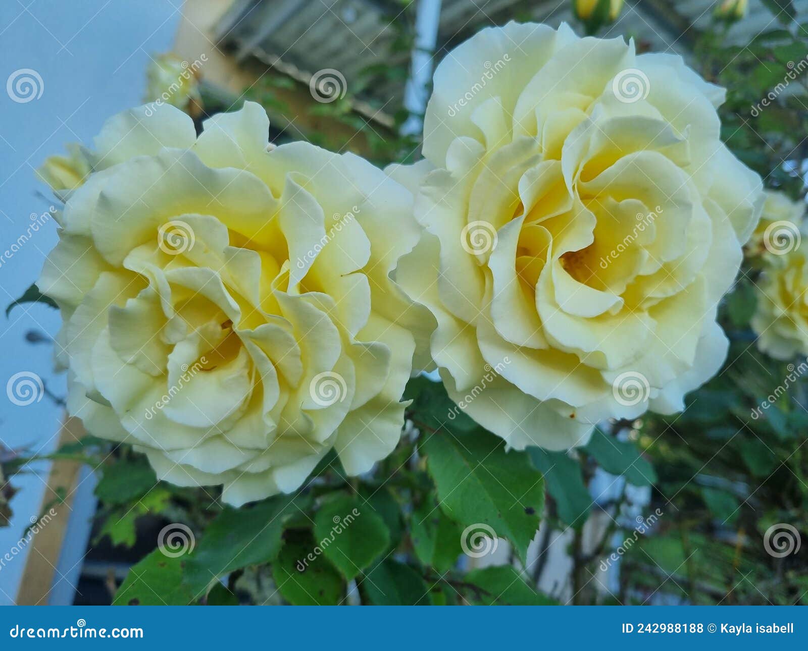 Two peas in a pod stock photo. Image of peas, flowers - 242988188