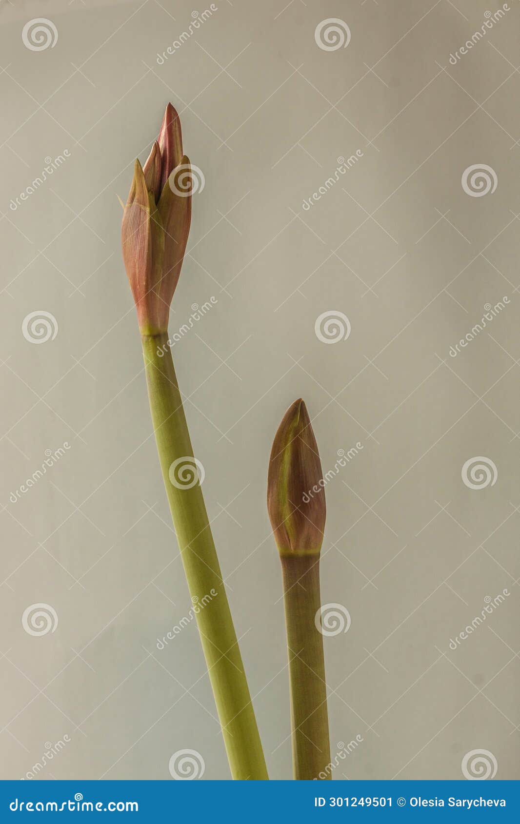 Two Peduncles Hippeastrum (amaryllis) on a Gray Background Stock Image ...