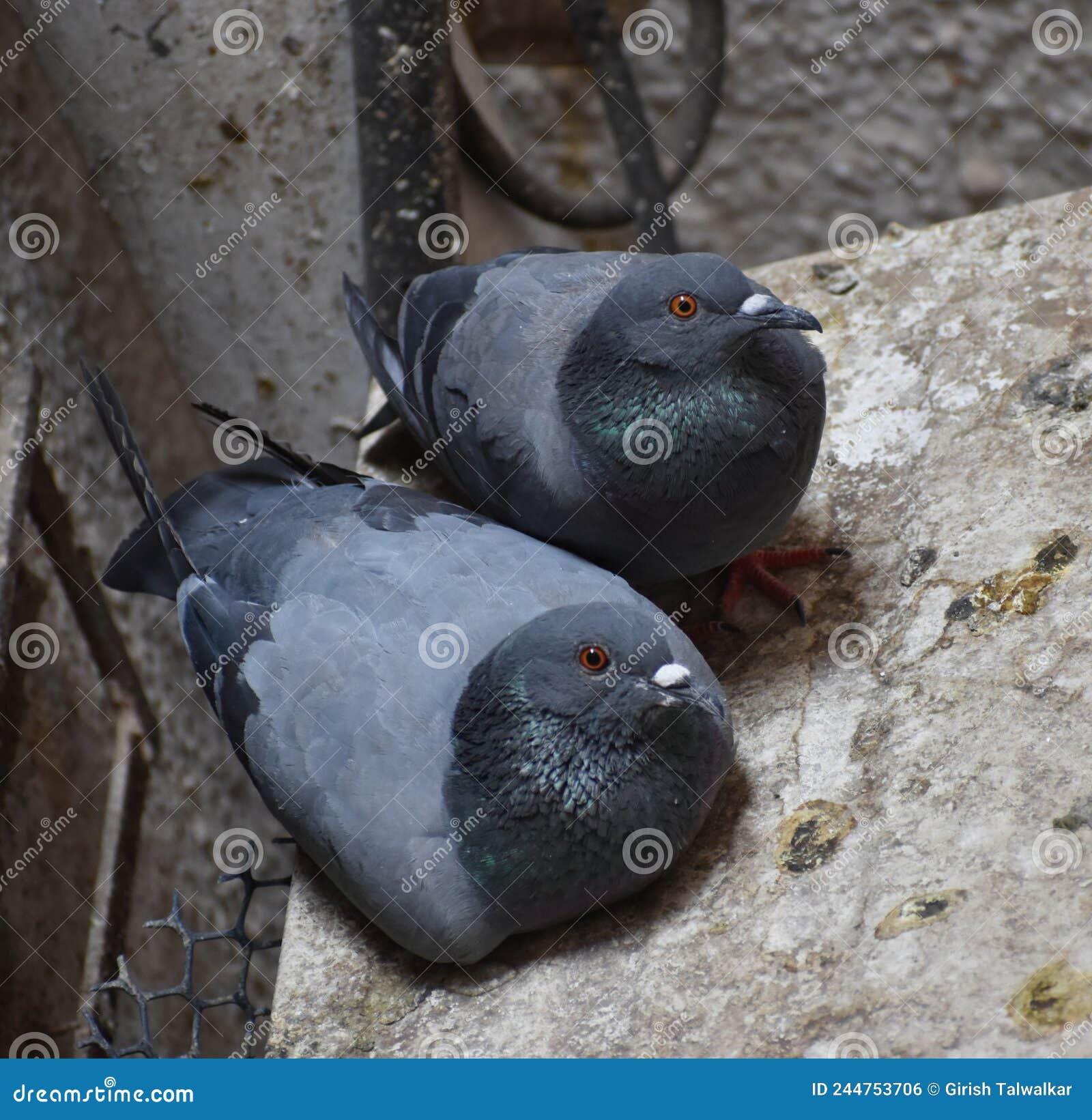 Two pegion couple seating stock photo. Image of seatin - 244753706