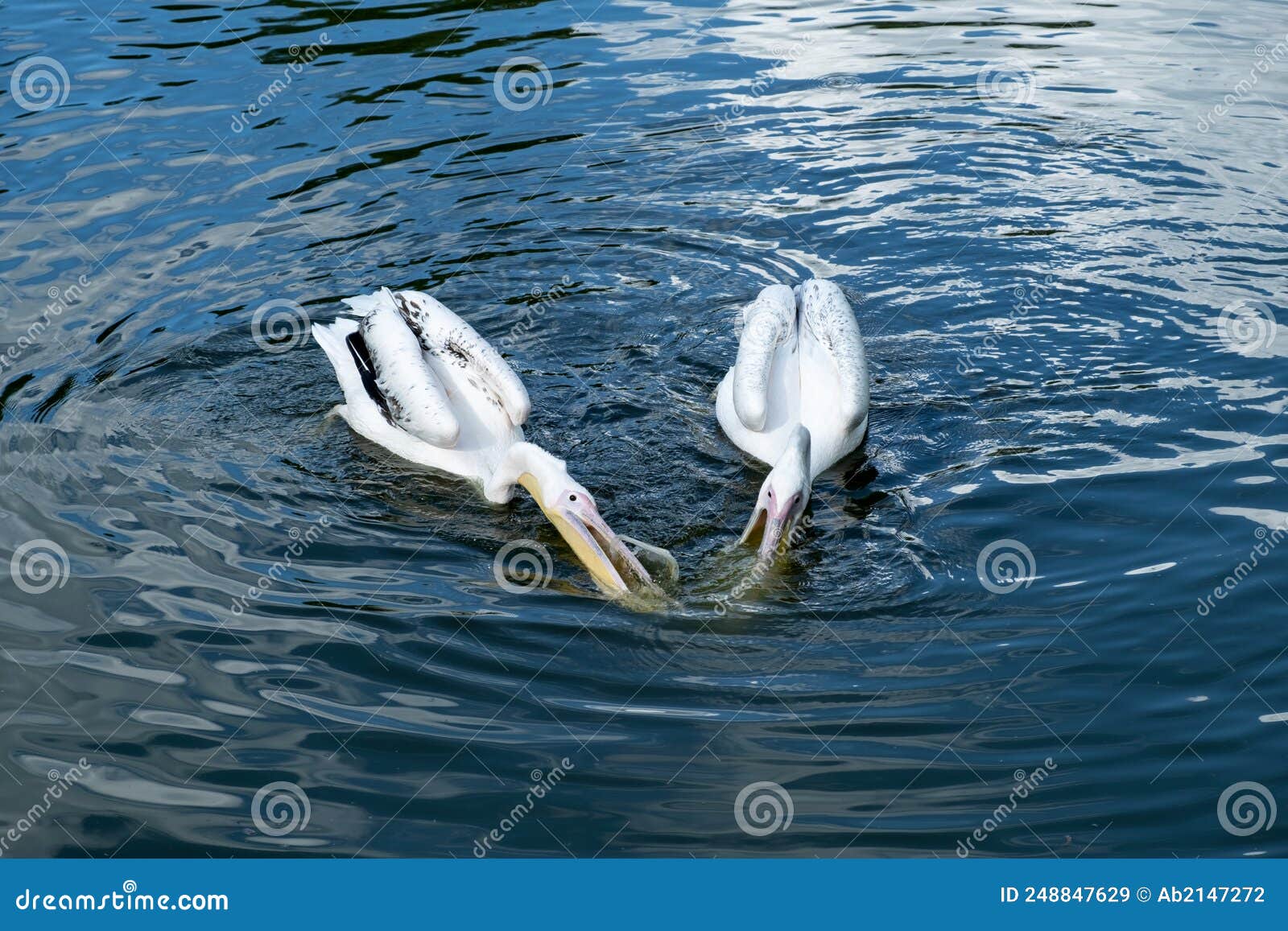 Two Pelican Birds Trying To Swallow Plastic Disposable Container ... Two Pelican Birds Trying To Swallow Plastic Disposable Container ...
