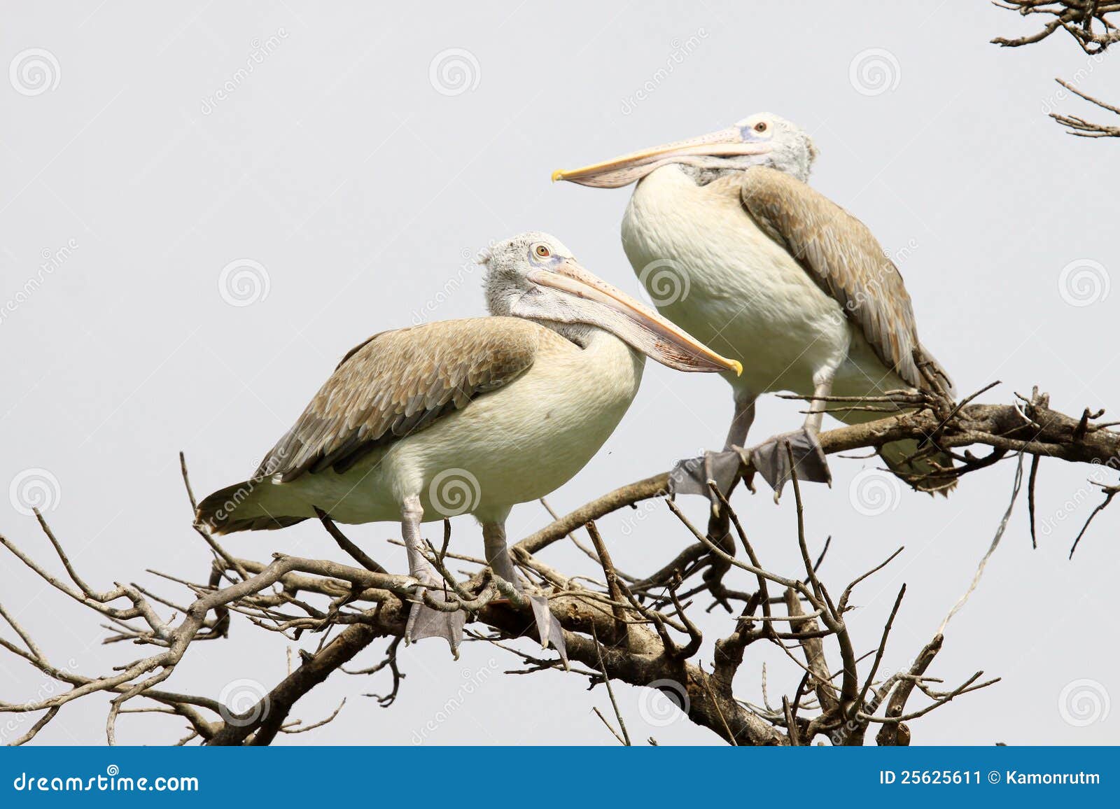 Two Pelican on tree dry stock image. Image of flag, blue - 25625611