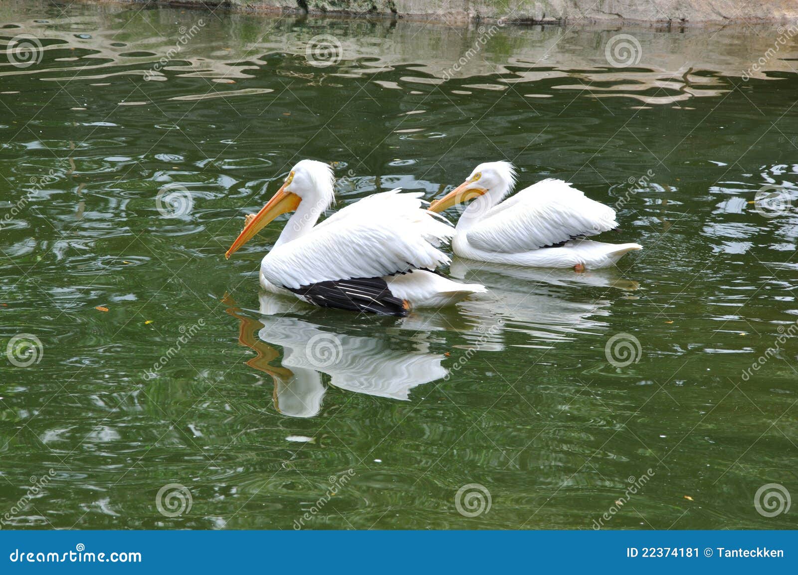Two pelicans stock image. Image of head, life, beautiful - 22374181