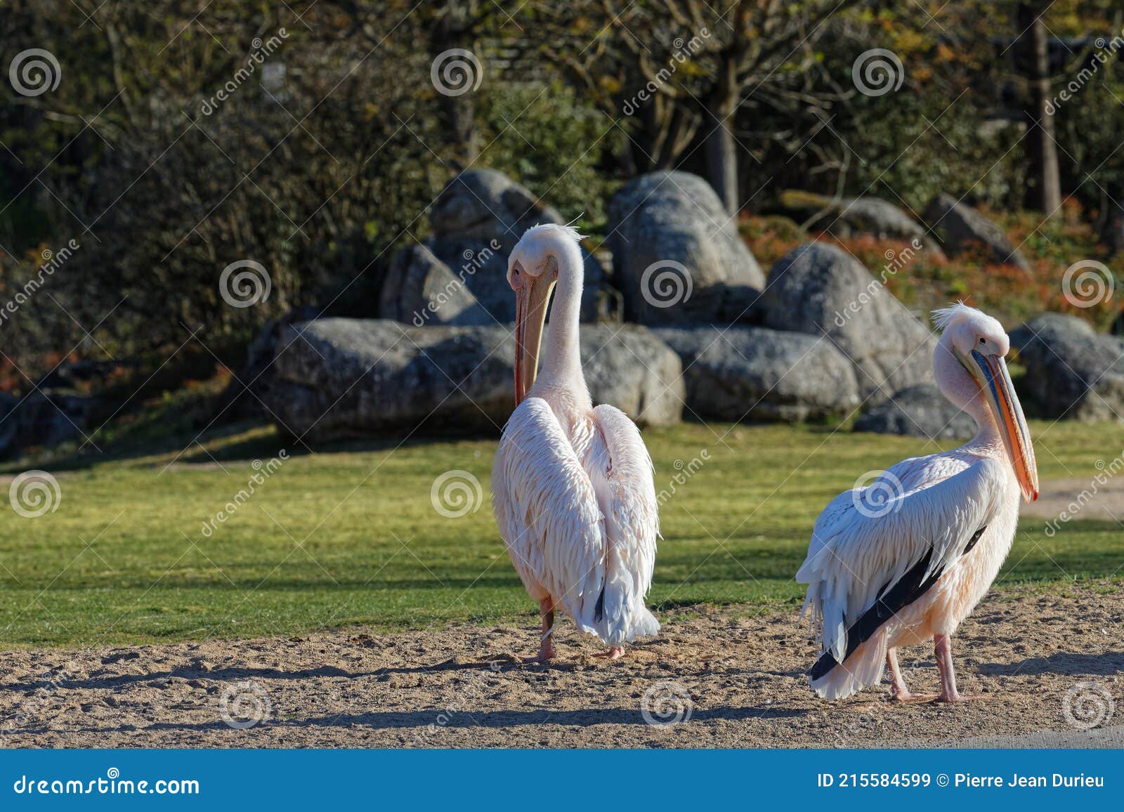 Two Pelicans in the African Plain of the Park Stock Image - Image of ...