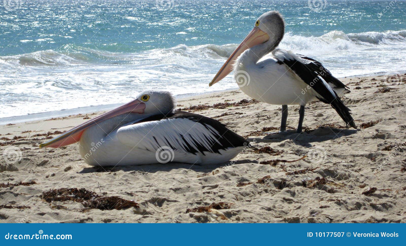 Two Pelicans on the beach stock image. Image of beach - 10177507