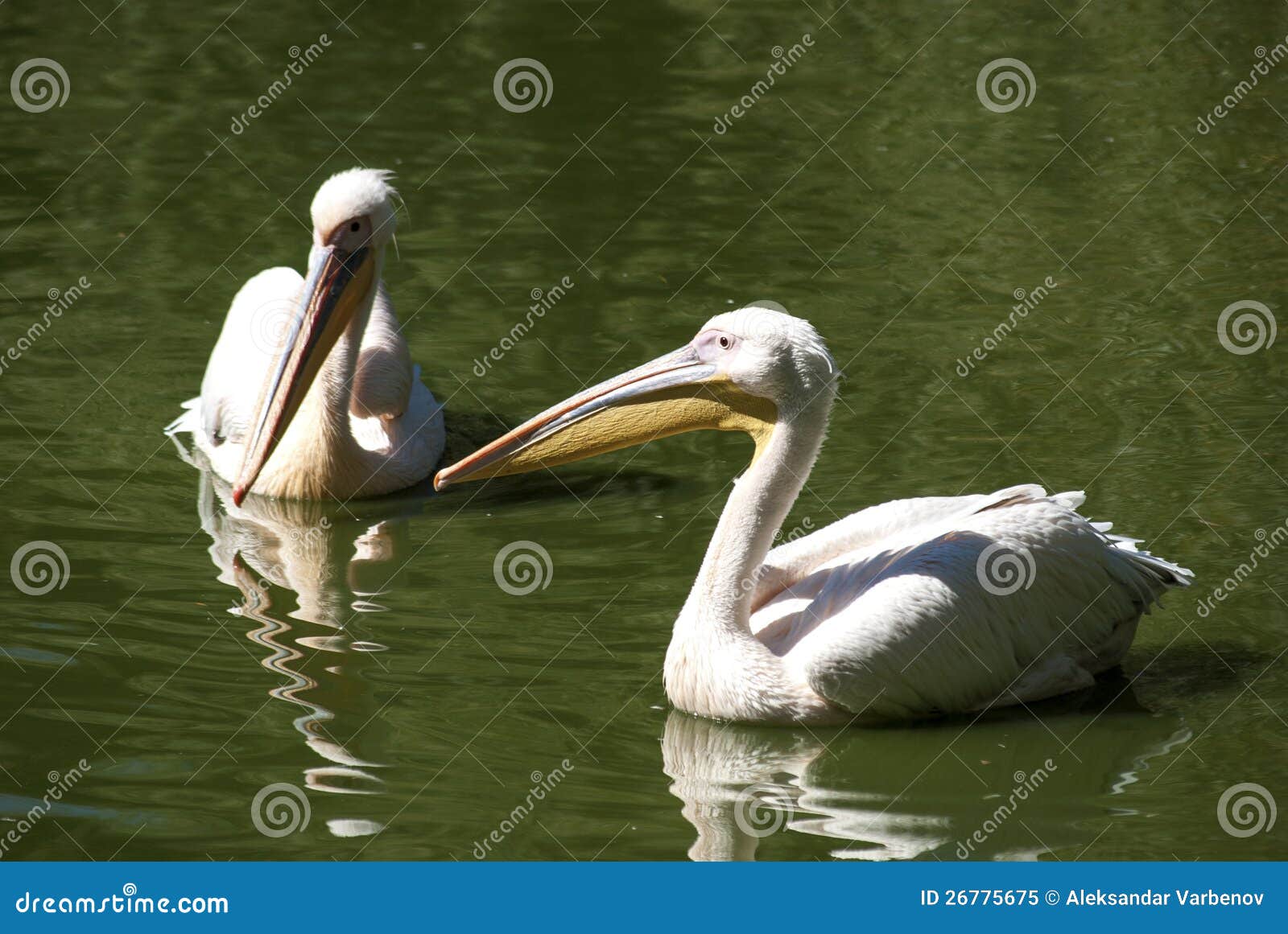 Two Pelicans Close Together Stock Image - Image of wildlife, white ...