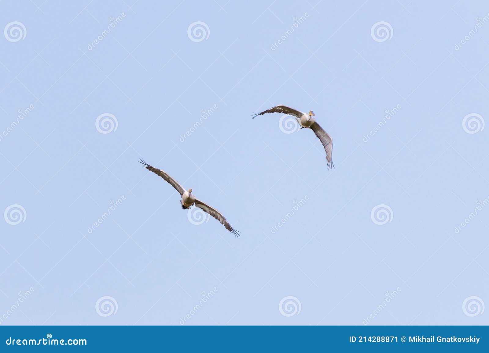 Two Pelicans in Flight Across a Blue Sky Stock Image - Image of flock ...