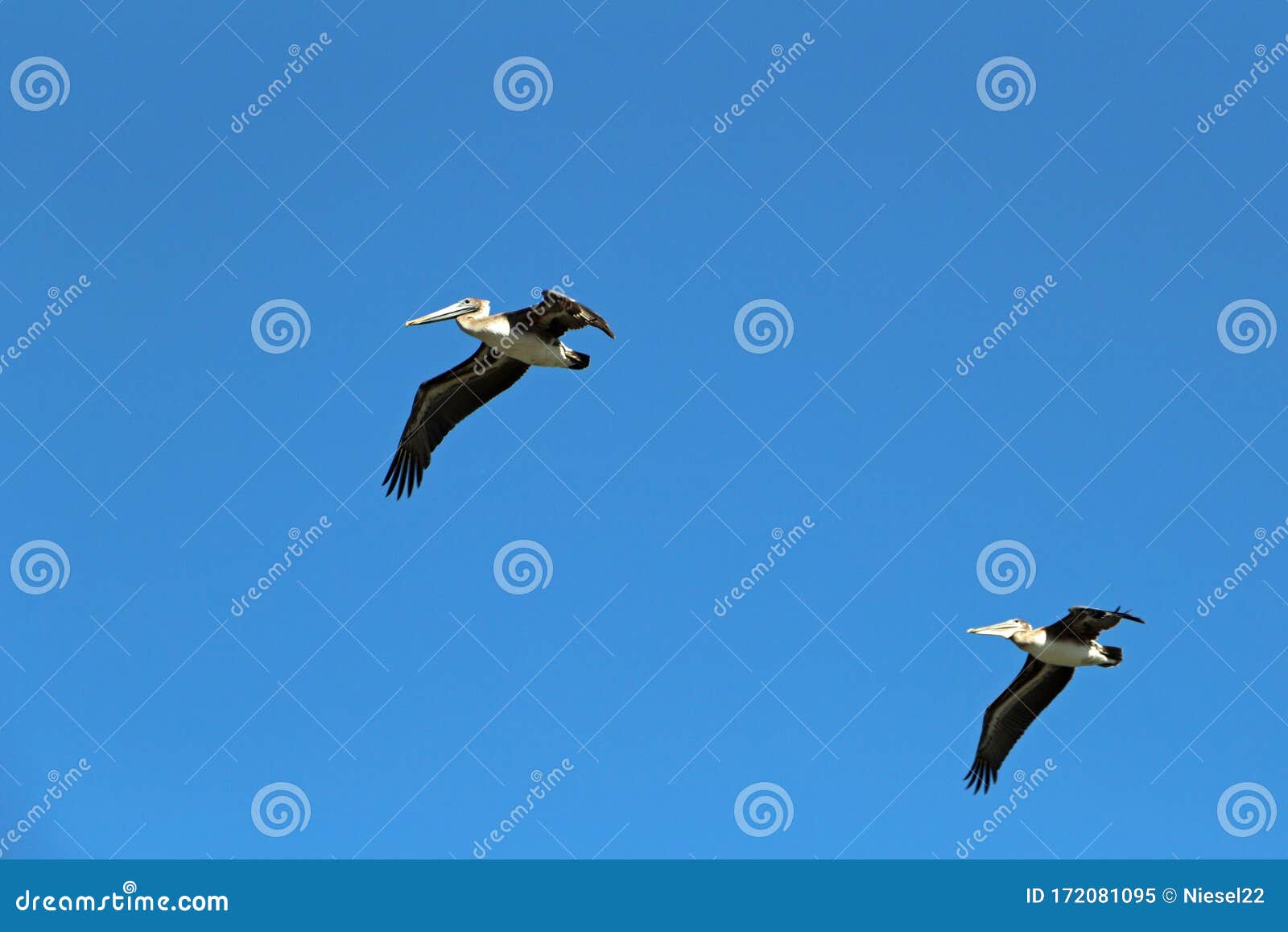 Two Pelicans in Flight in California, USA Stock Image - Image of ...
