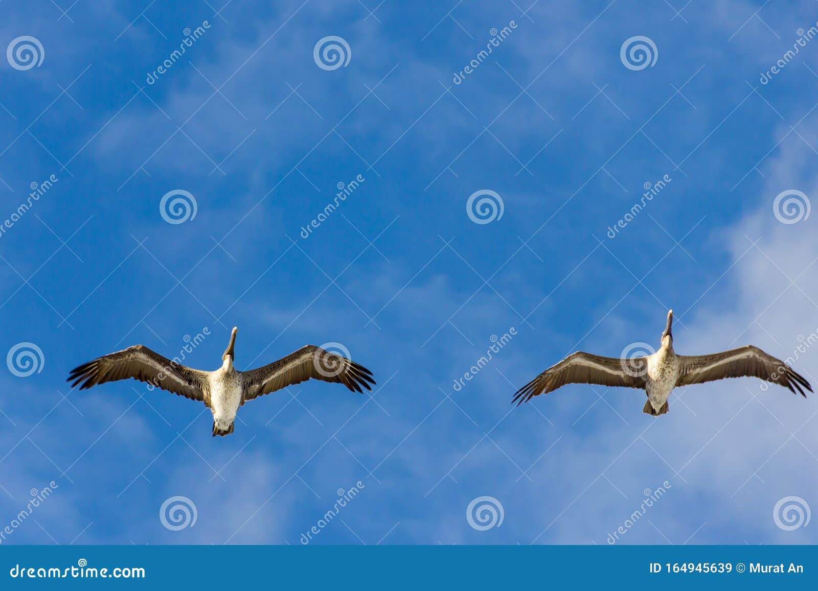 Two Pelicans are Flying on Blue Sky Stock Image - Image of divers, flap ...