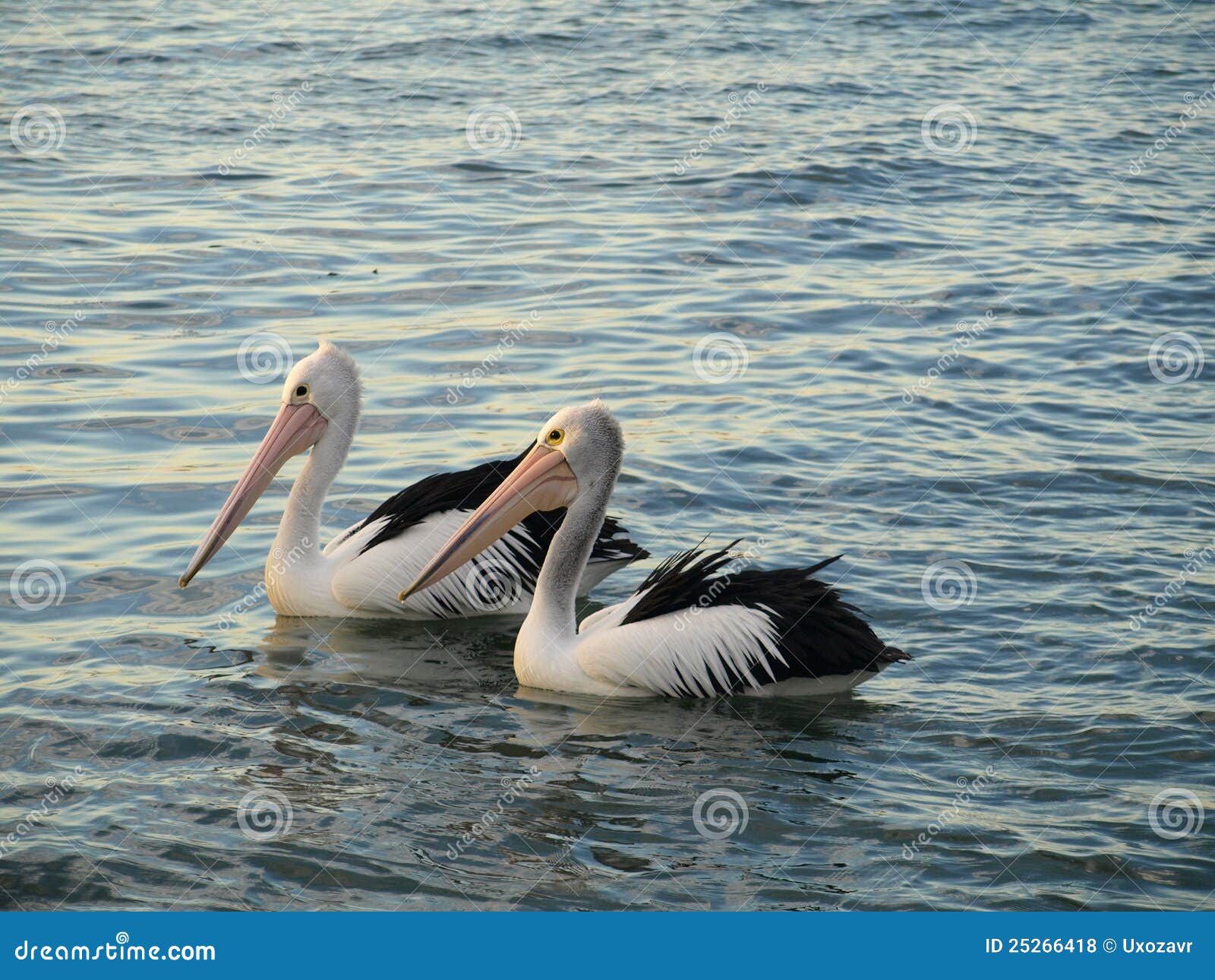 Two Pelicans at Illawarra Lake Stock Photo - Image of outdoor ...