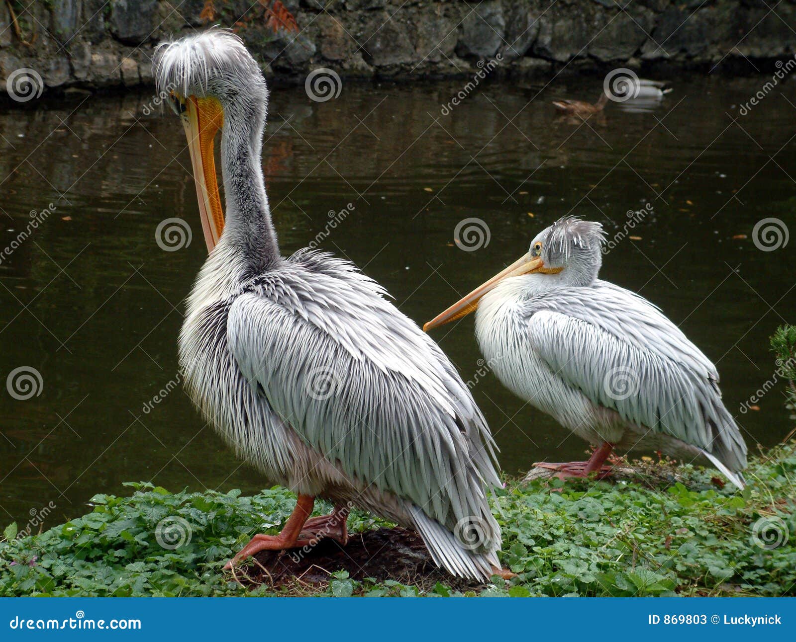 Two pelicans by lake stock image. Image of pelecaniformes - 869803
