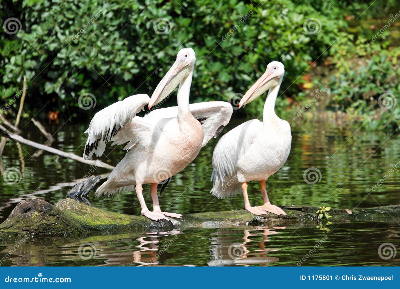 Two Pelicans Near the Water Stock Image - Image of outdoors, pelican ...