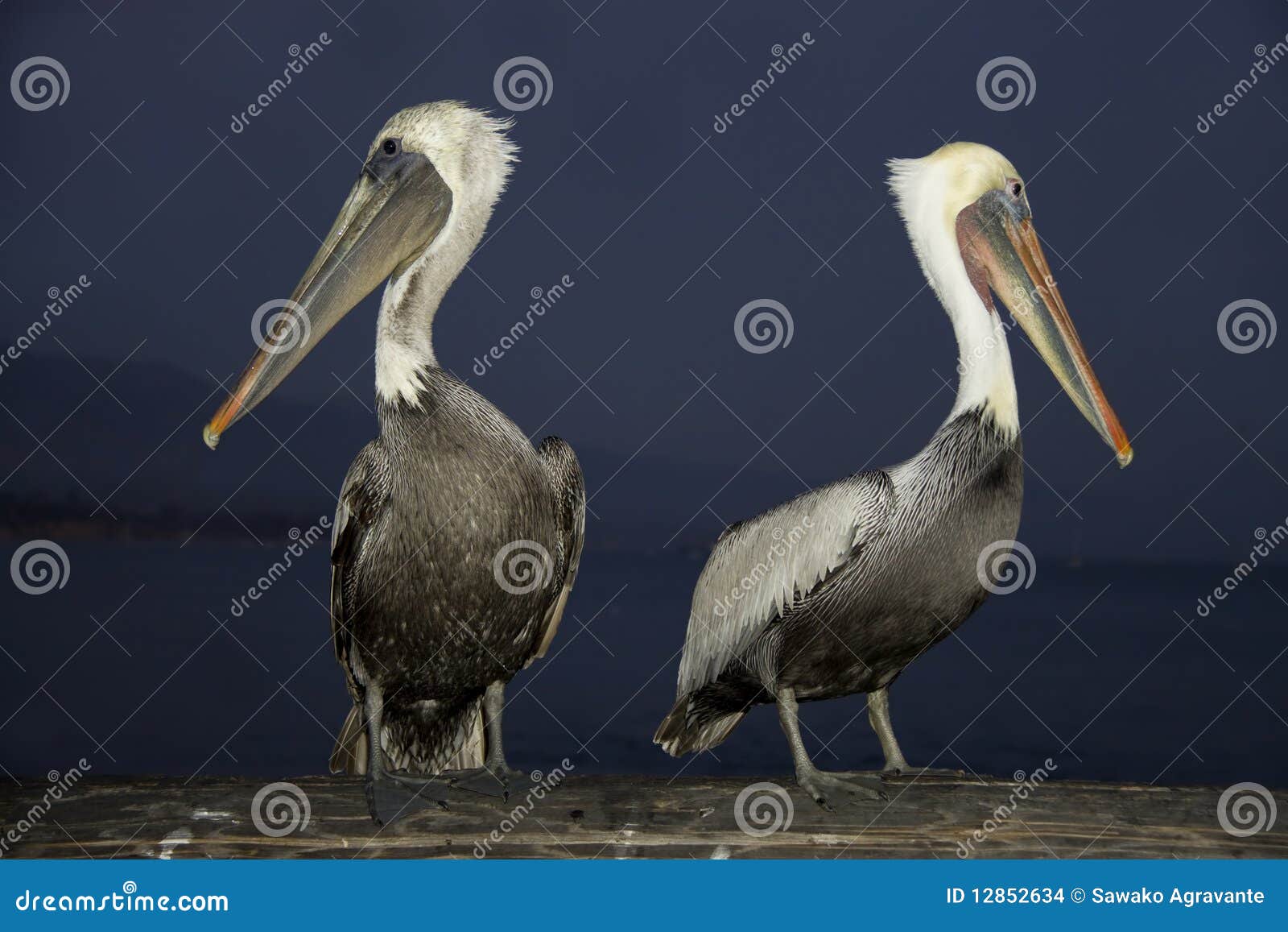 Two Pelicans at night stock photo. Image of beach, barbara - 12852634
