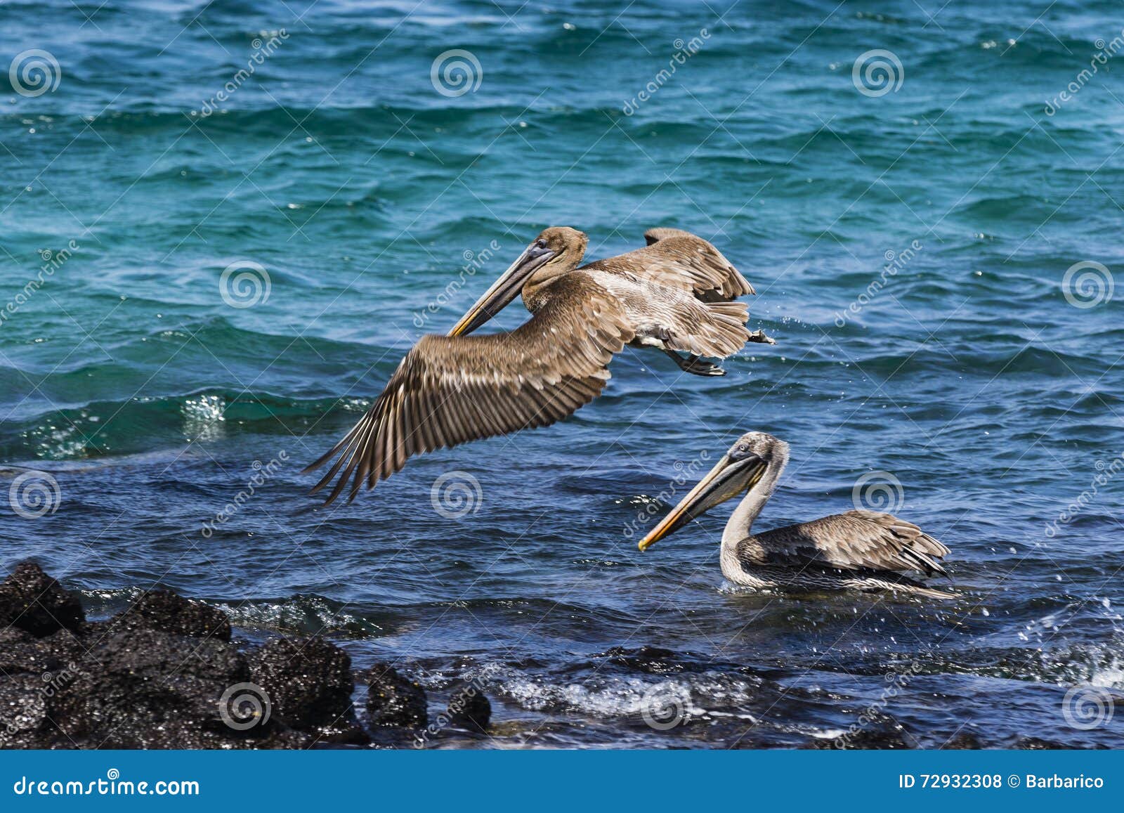 Two Pelicans, One Flying, One Floating Stock Photo - Image of wildlife ...