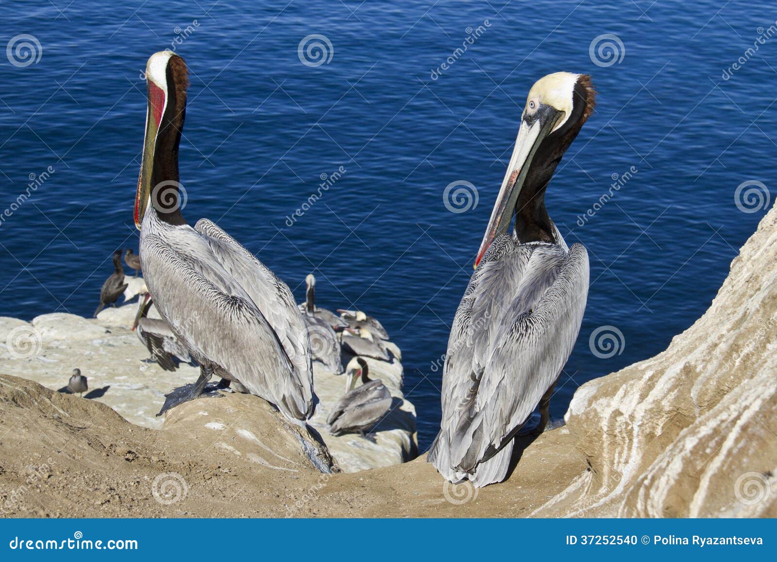 Two pelicans stock photo. Image of rocks, bird, fish - 37252540