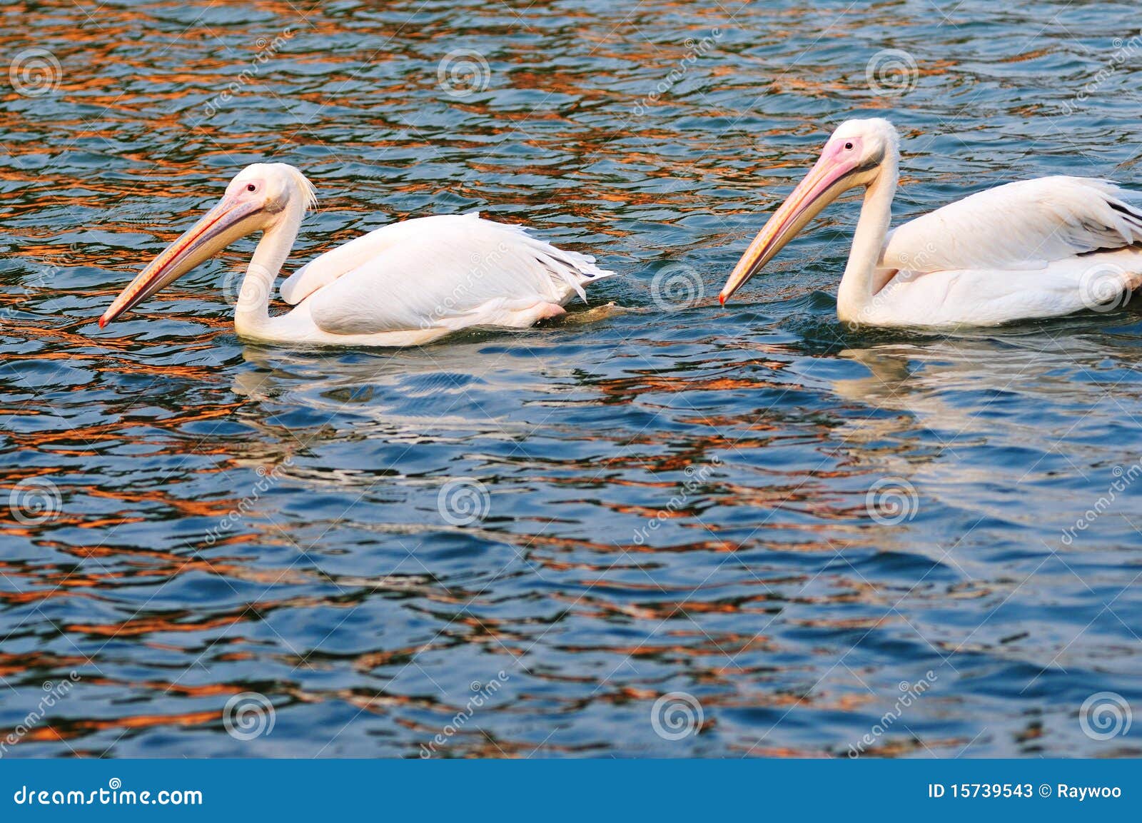 Two pelicans swimming stock image. Image of life, peaceful - 15739543