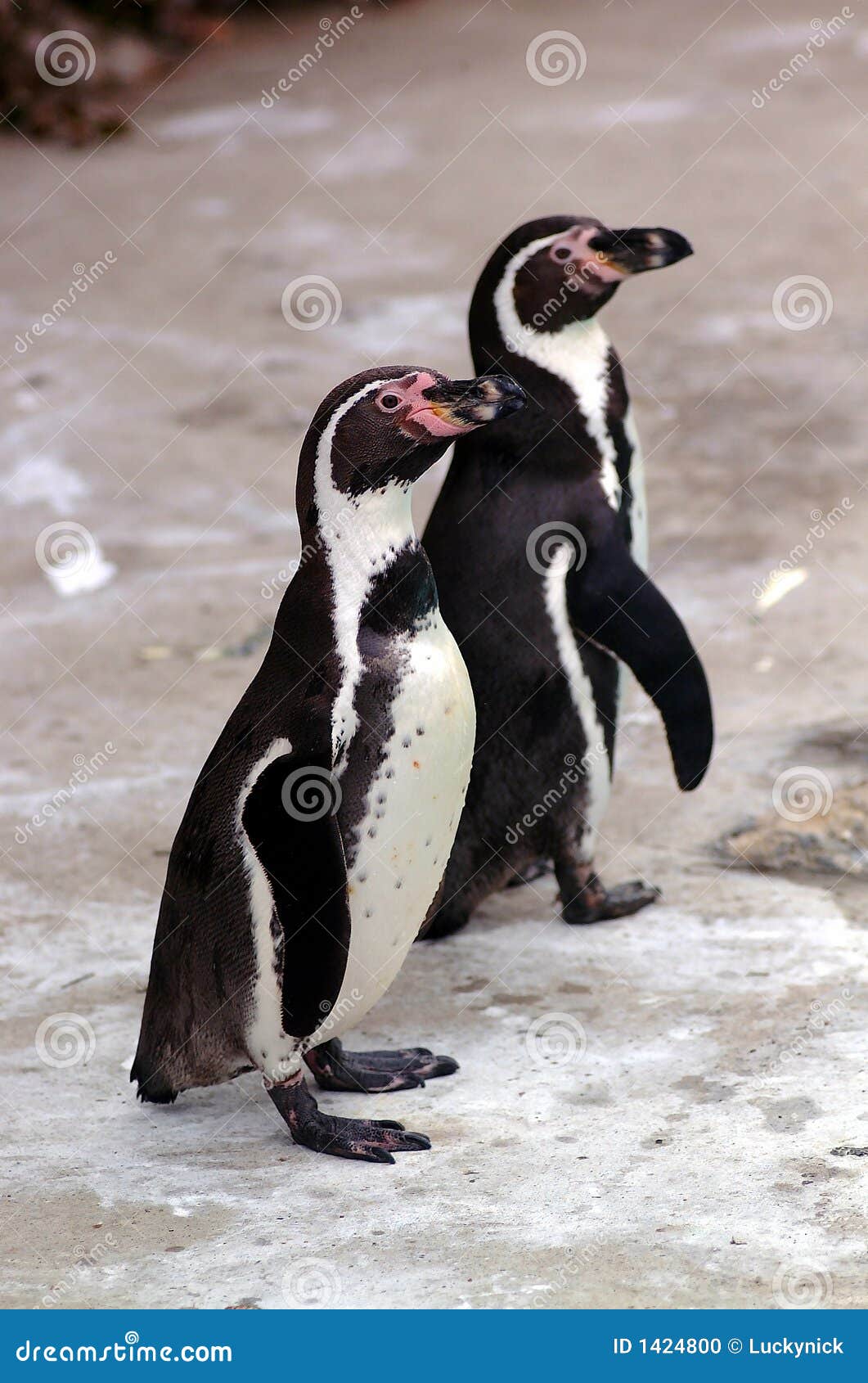 Two penguins stock photo. Image of outside, rocks, birds - 1424800