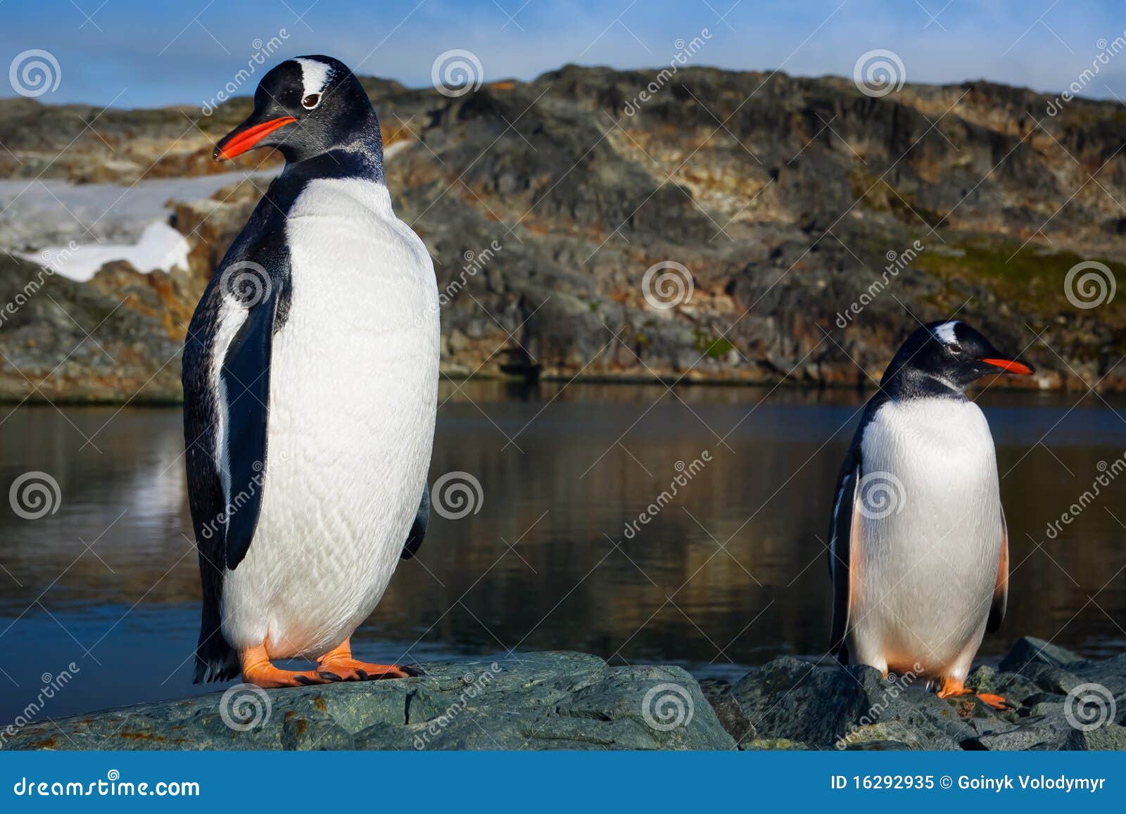 Two penguins stock image. Image of outdoors, penguin - 16292935