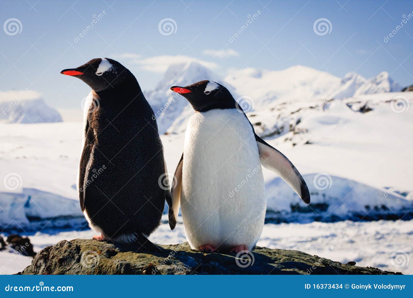 Two penguins stock photo. Image of family, high, animals - 16373434
