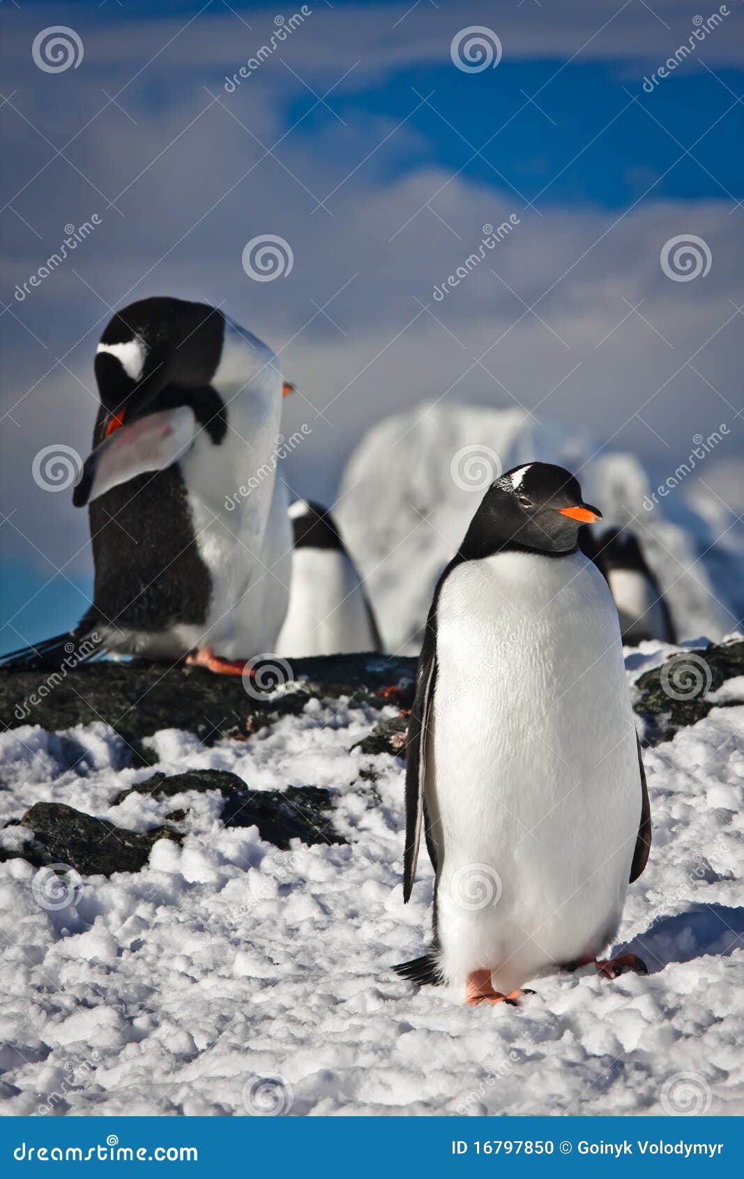 Two penguins stock photo. Image of cold, family, black - 16797850