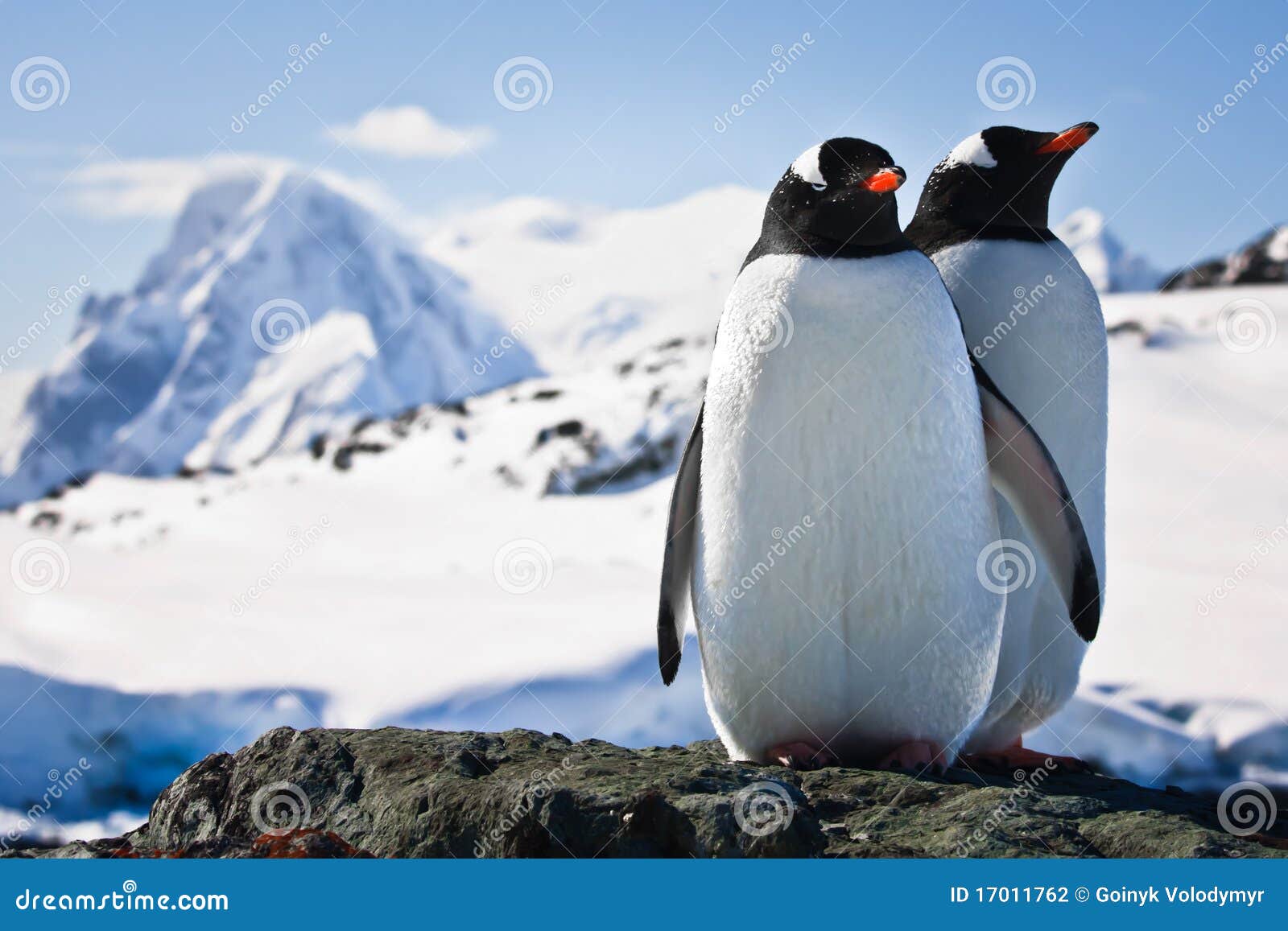 Two penguins stock photo. Image of nature, bird, shelf - 17011762