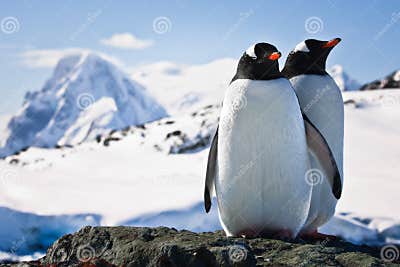 Two penguins stock photo. Image of nature, bird, shelf - 17011762