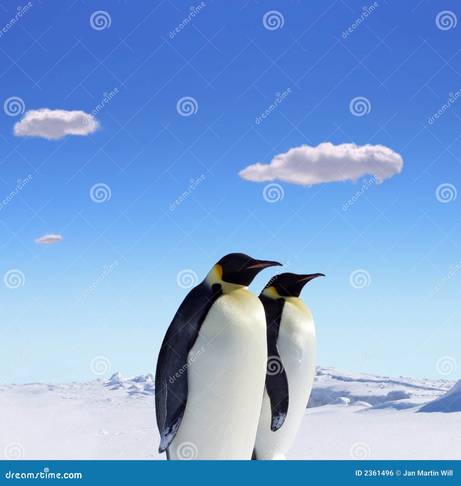 Two Penguins stock photo. Image of twosome, penguins, pair - 2361496