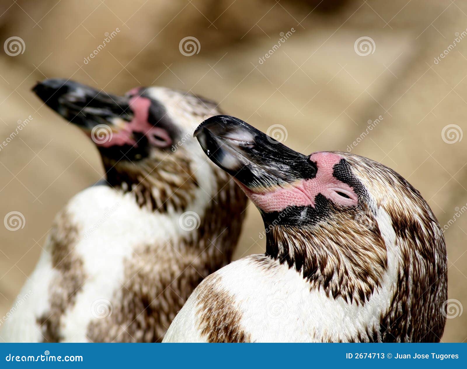 Two penguins stock image. Image of wild, penguins, feathers - 2674713