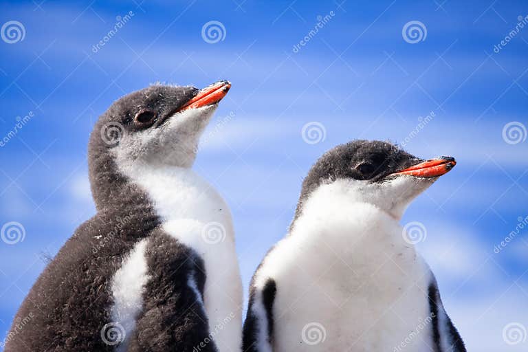 Two penguins in Antarctica stock image. Image of environment - 17472483