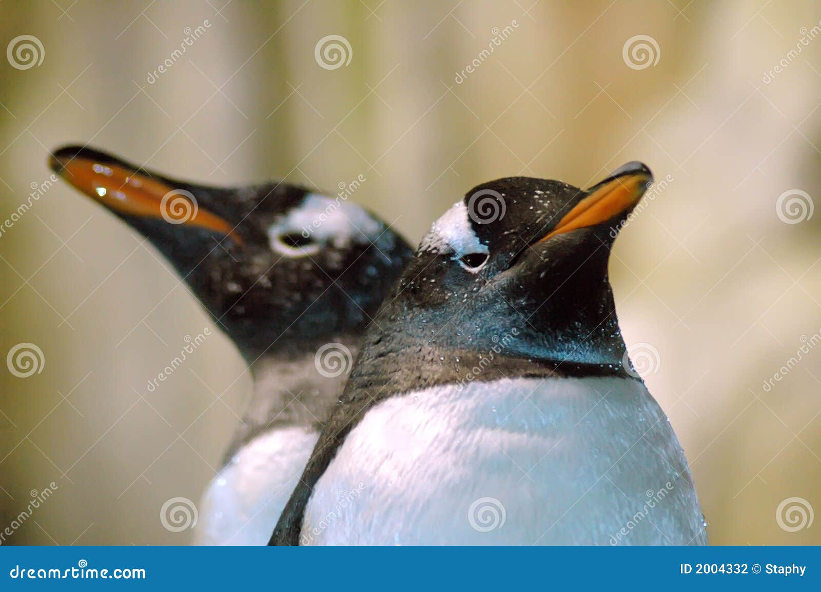 Two penguins back to back stock photo. Image of change - 2004332