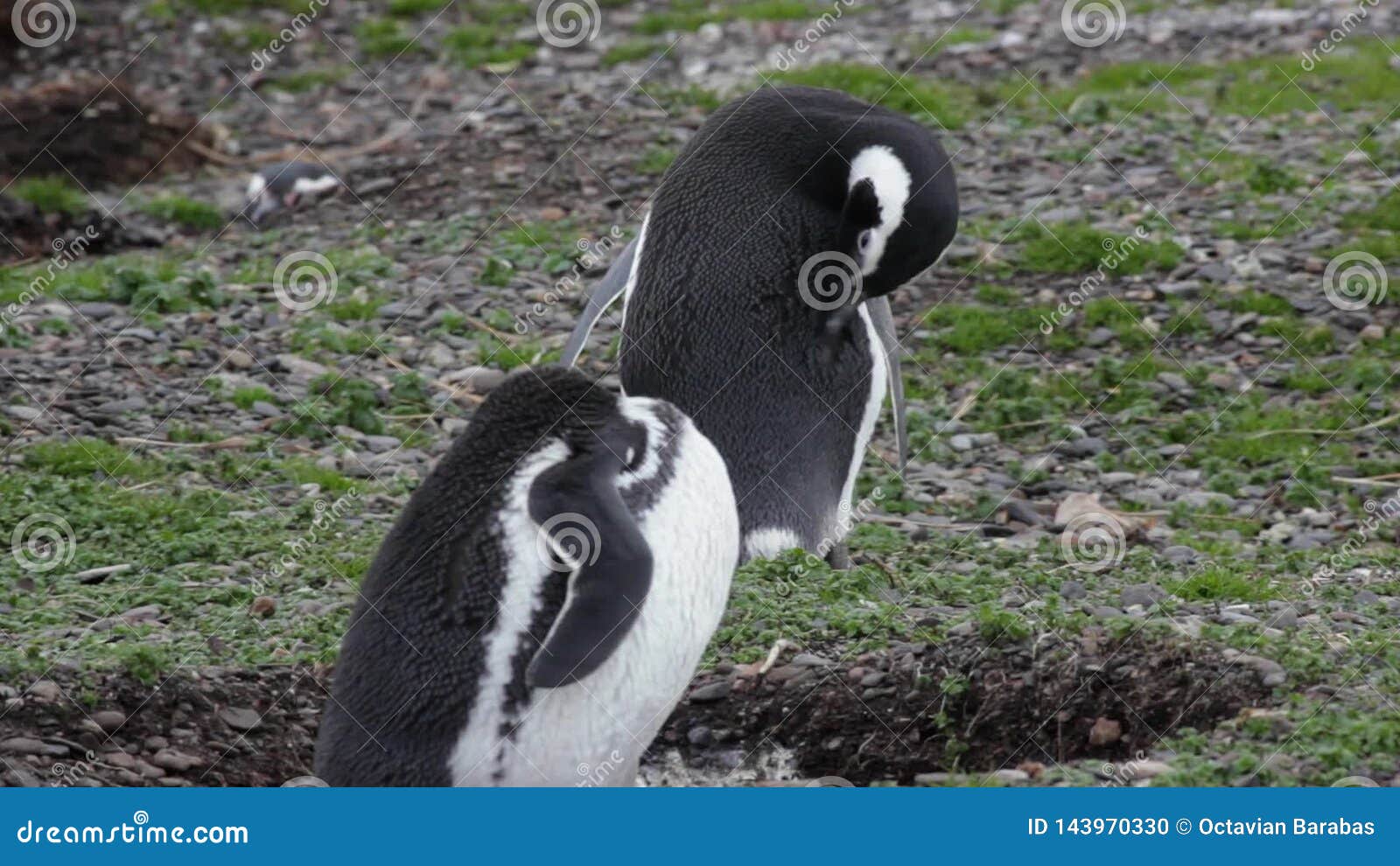 Two Penguins on Different Layers Cleaning the Feathers Stock Footage ...