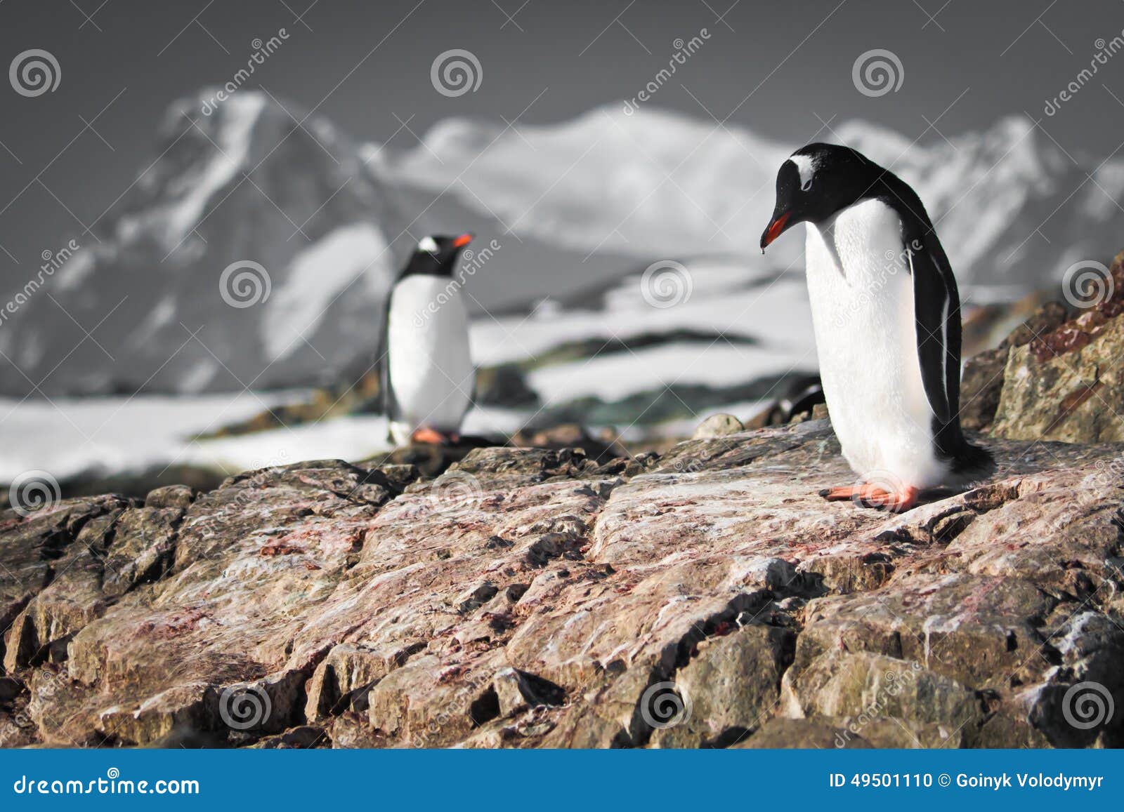 Two penguins dreaming stock photo. Image of panorama - 49501110