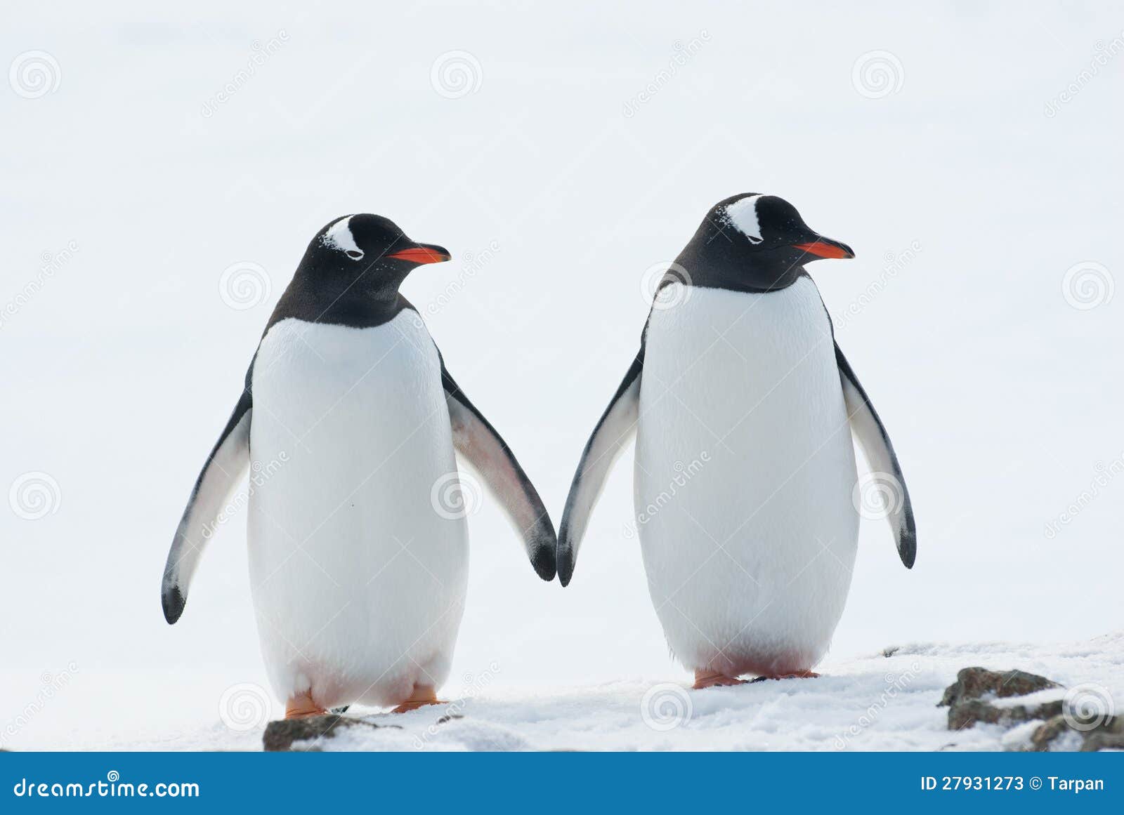 Two penguins Gentoo. stock image. Image of birds, papua - 27931273