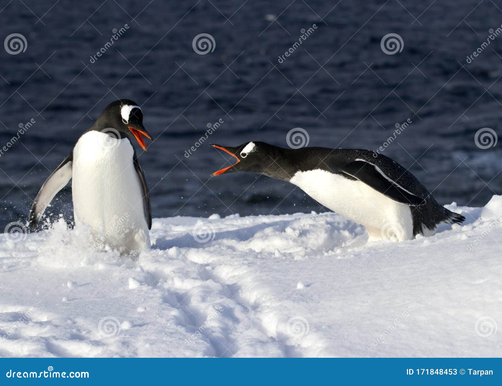 Fighting Penguins Stock Photos - Free & Royalty-Free Stock Photos from ...
